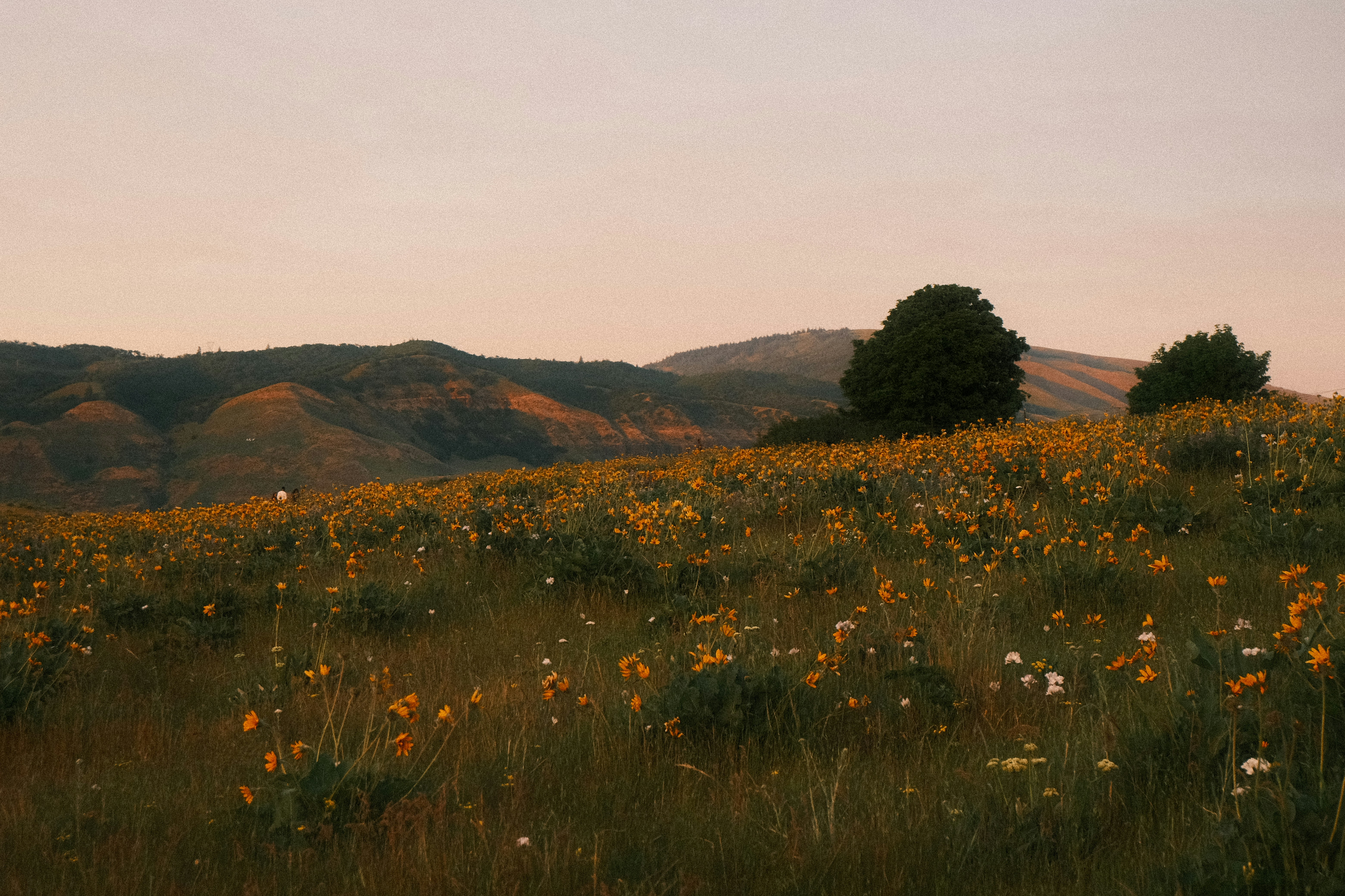 Field of yellow wildflowers with hills and trees at sunset.