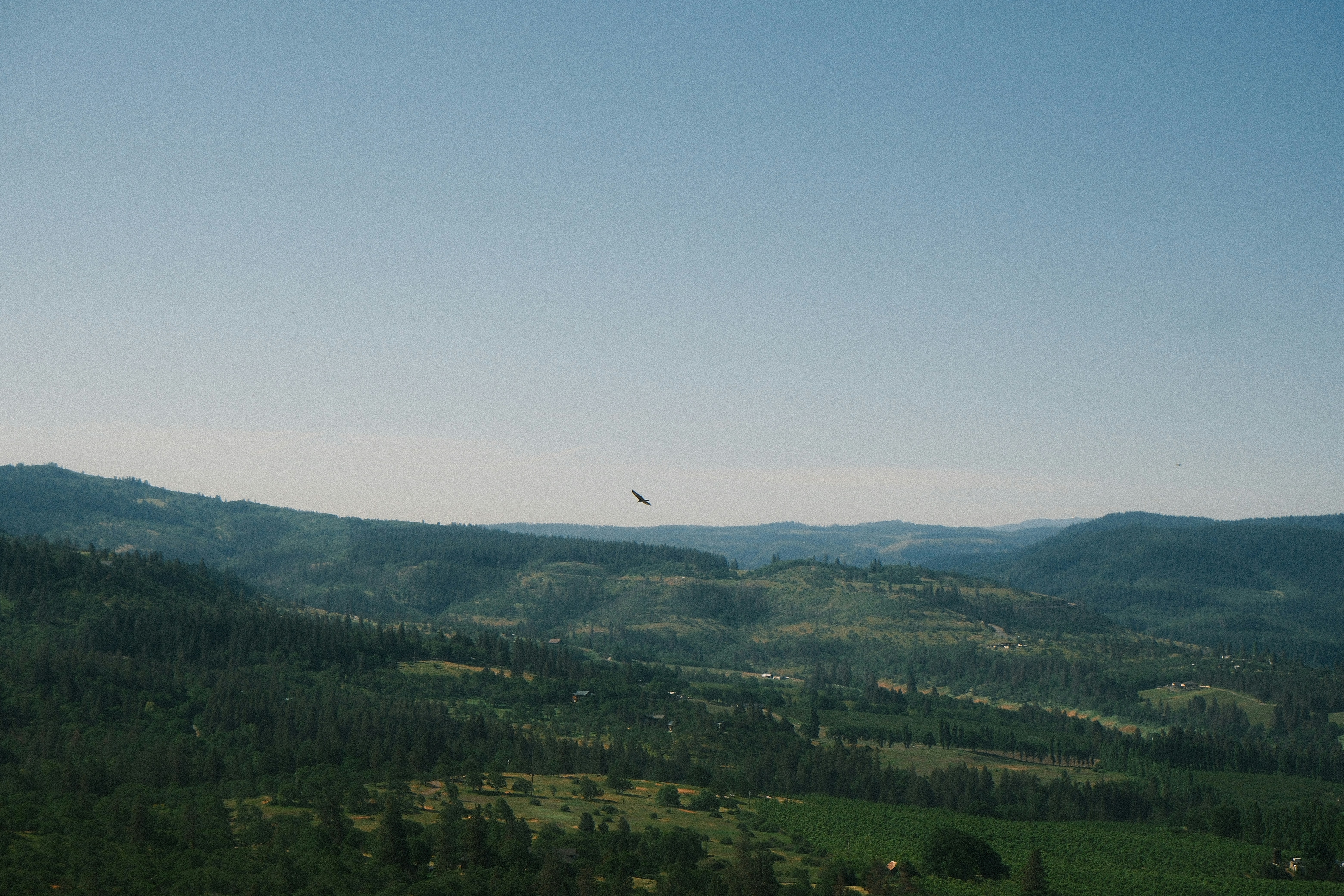 Horizon Ridge: A Quiet Sweep Across Rolling Pines