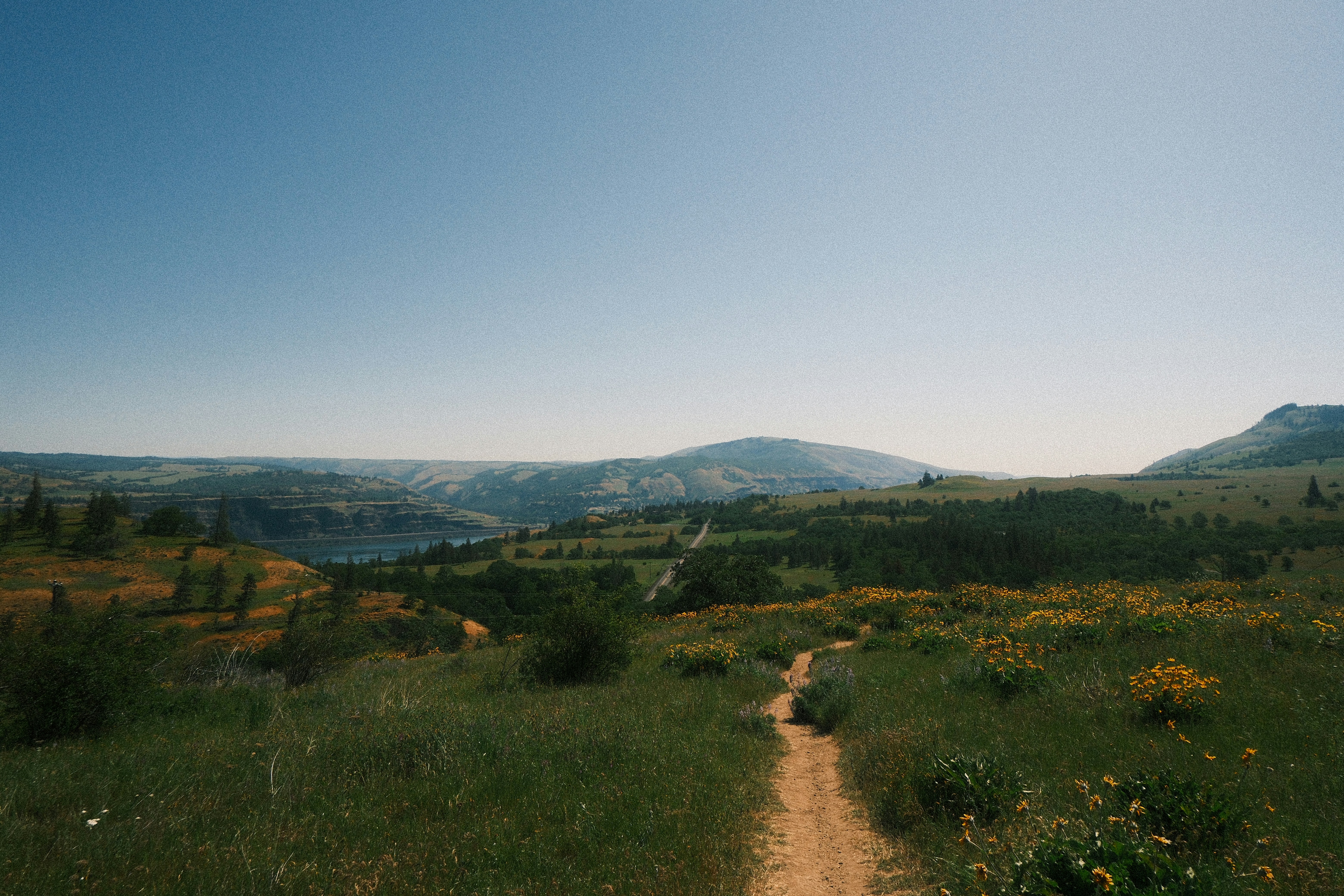Trail through sunlit wildflowers toward distant hills