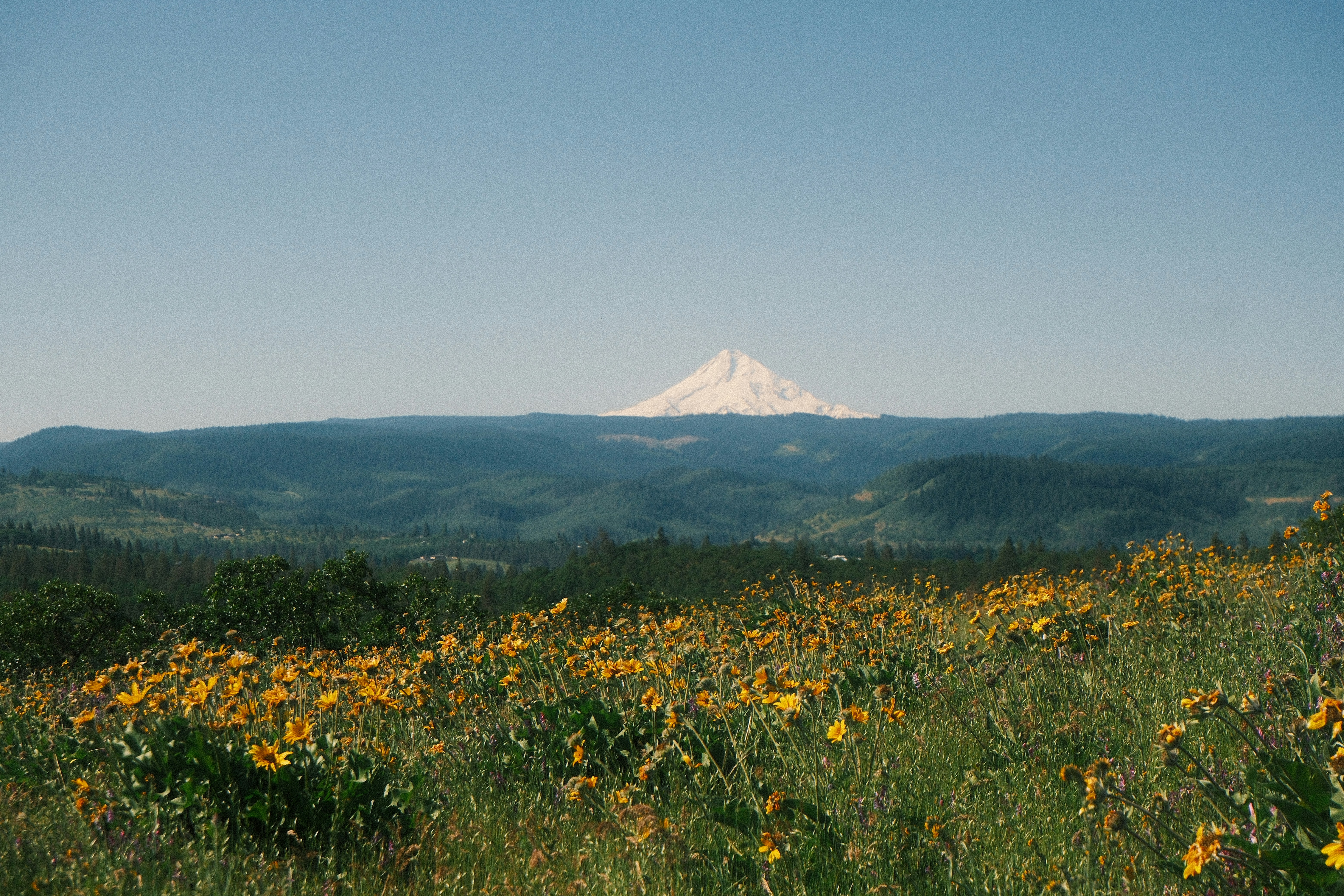 Snow-capped Peak Over a Sea of Wildflowers