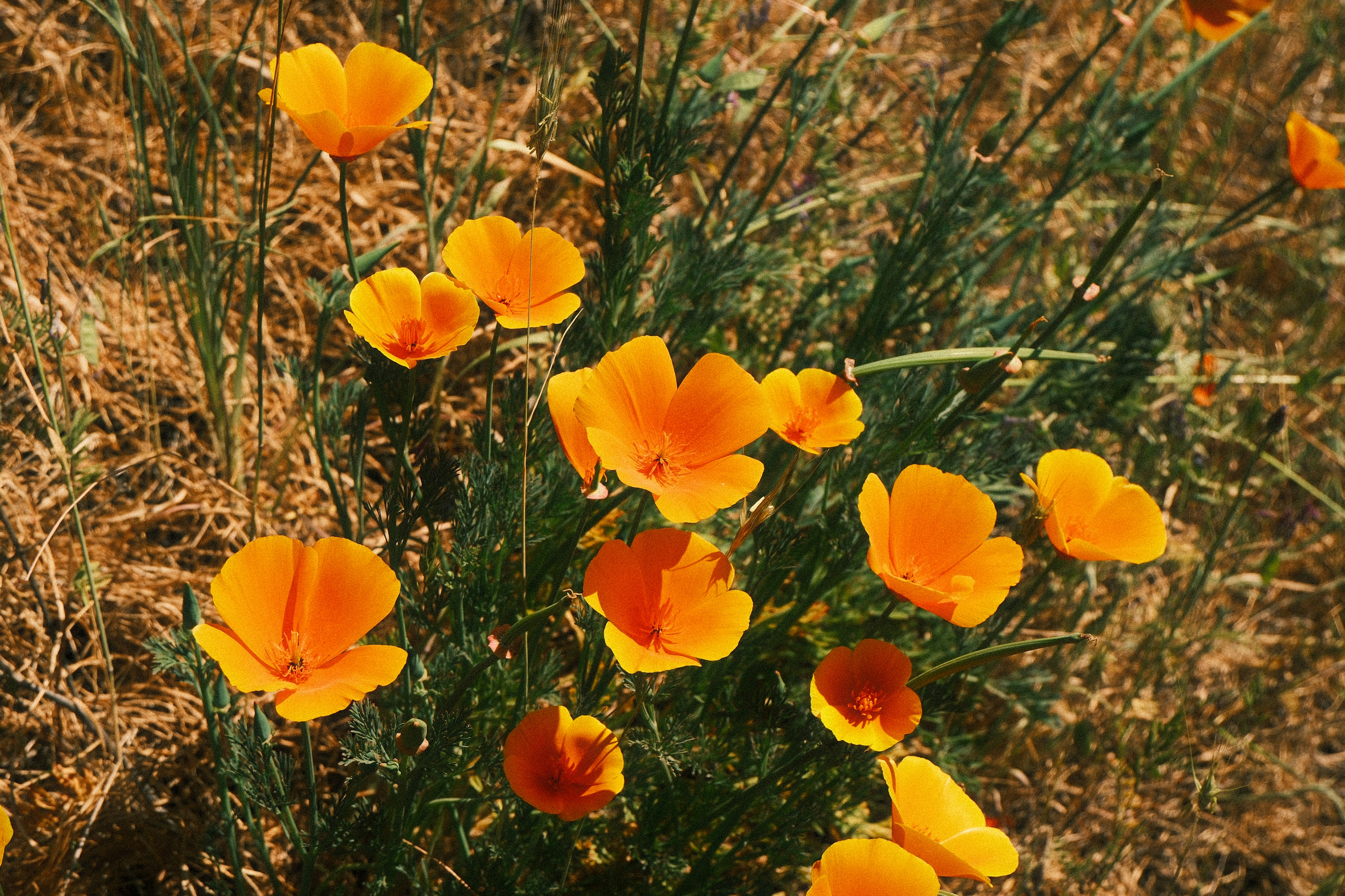 Vibrant orange poppy flowers blooming in dry grass.