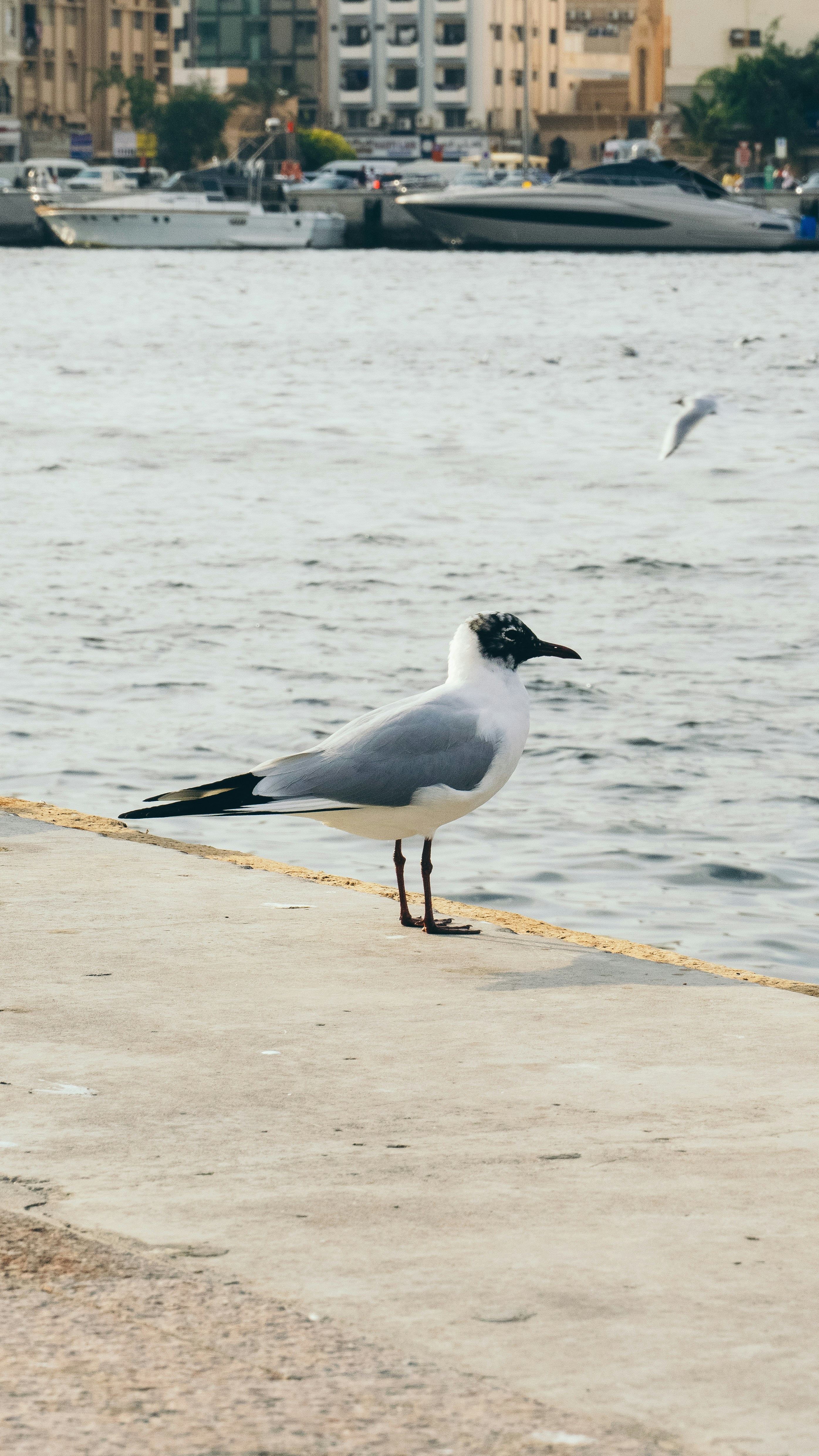 Seaside Gull at the Pier: Quiet Focus by the Water