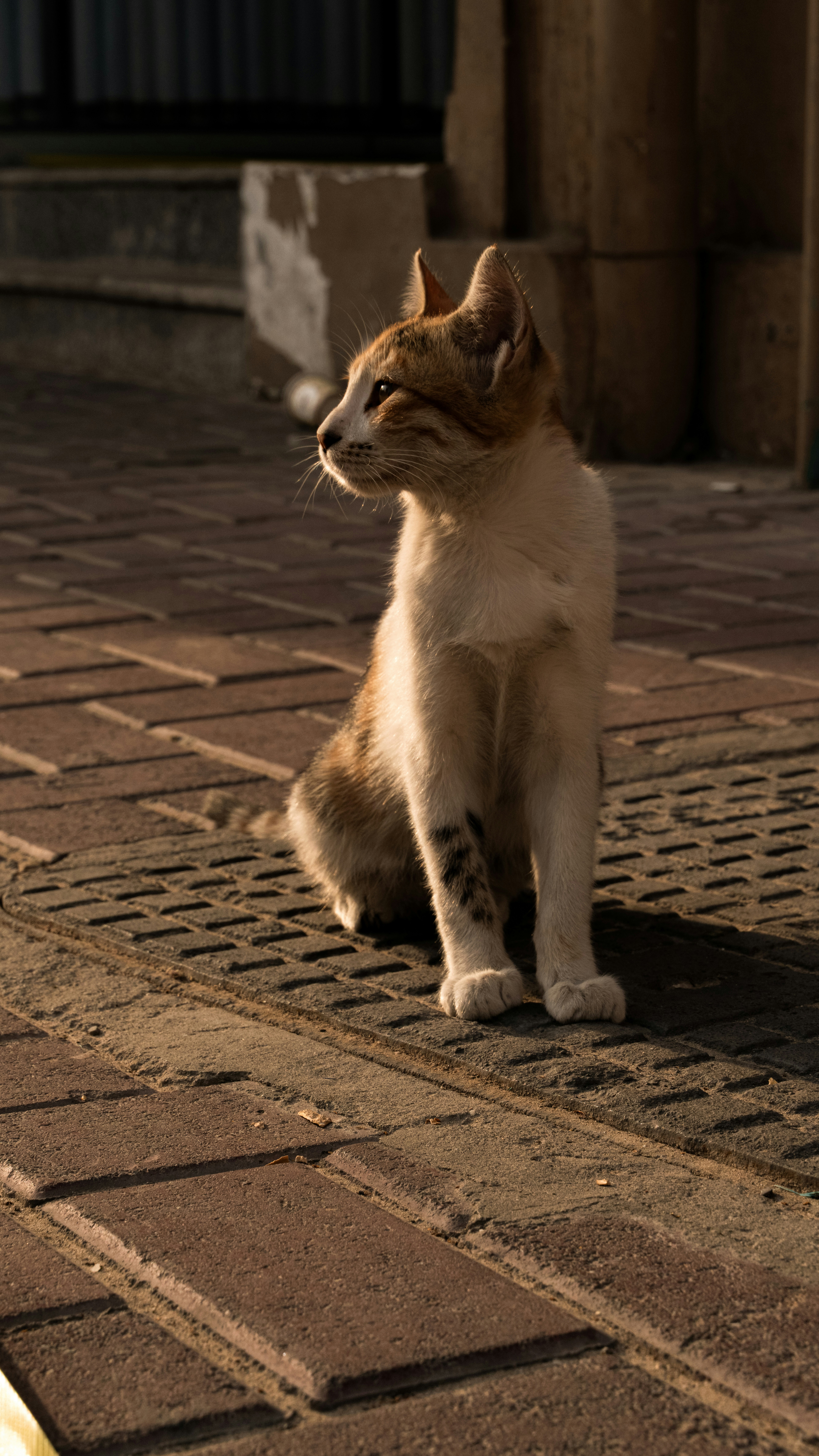 Sunlit Street Kitten: A Quiet Moment of Warmth