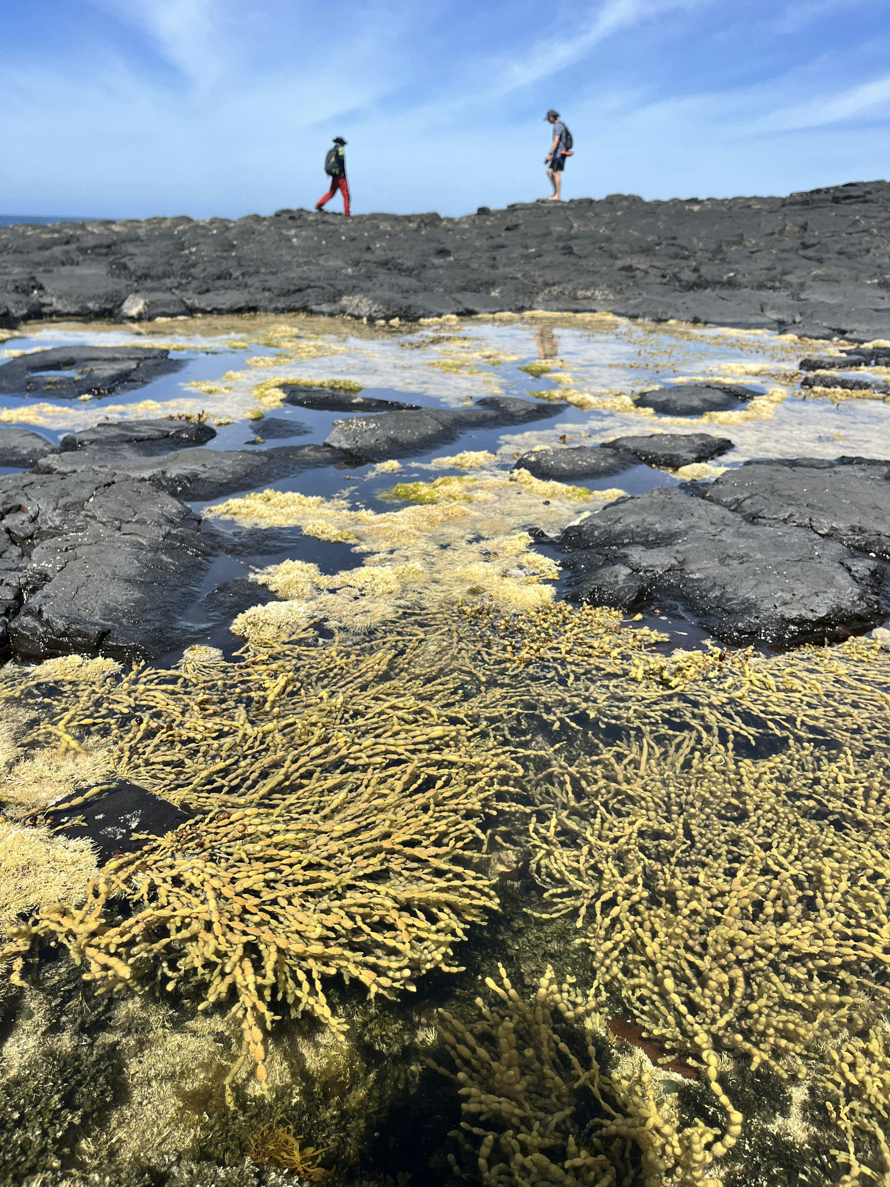 Golden Tendrils over volcanic rock: hikers on a coastal lava field