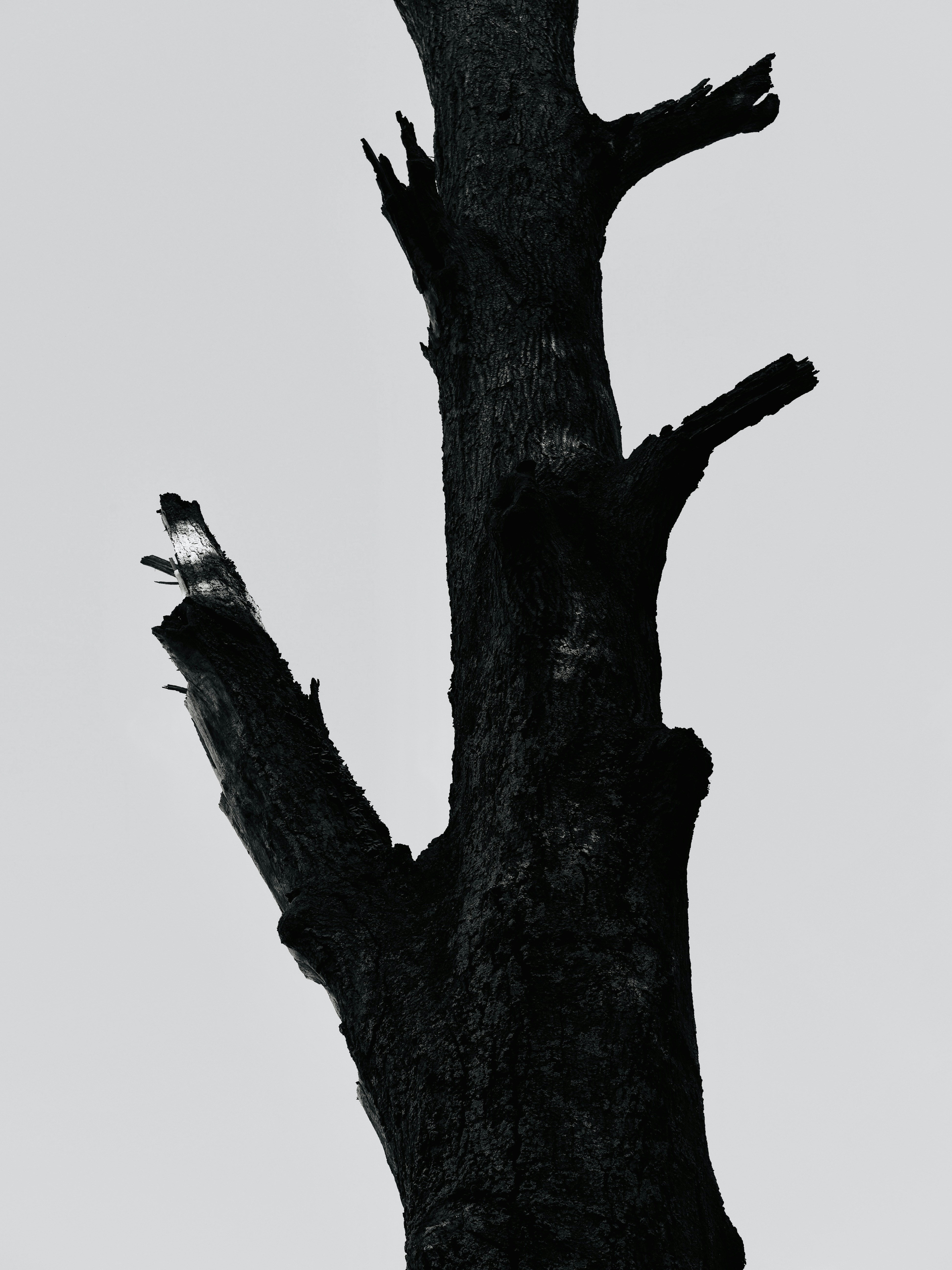 A dead tree
