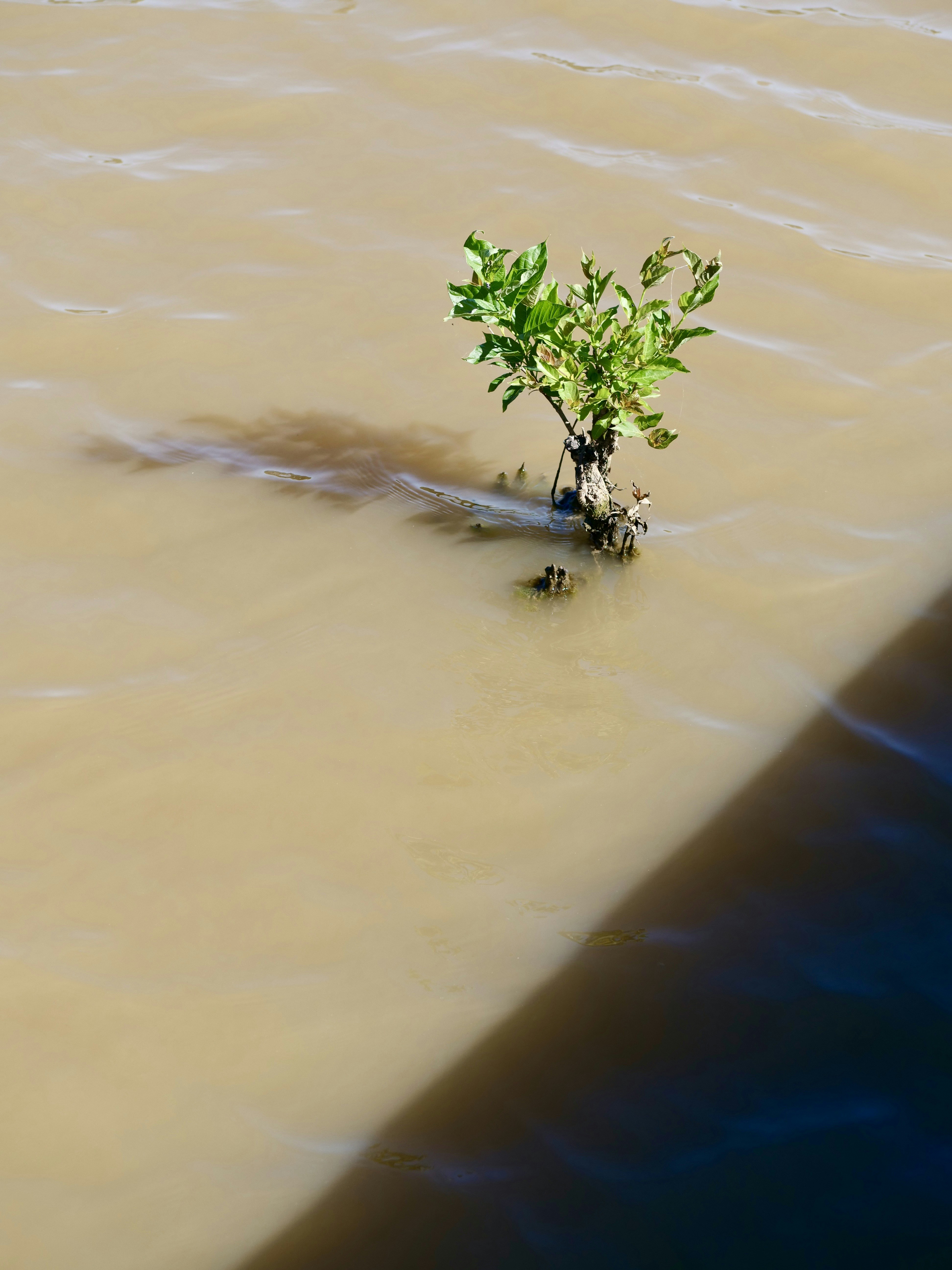 Sapling in Mud: A Lone Green Speck Against Amber Tides