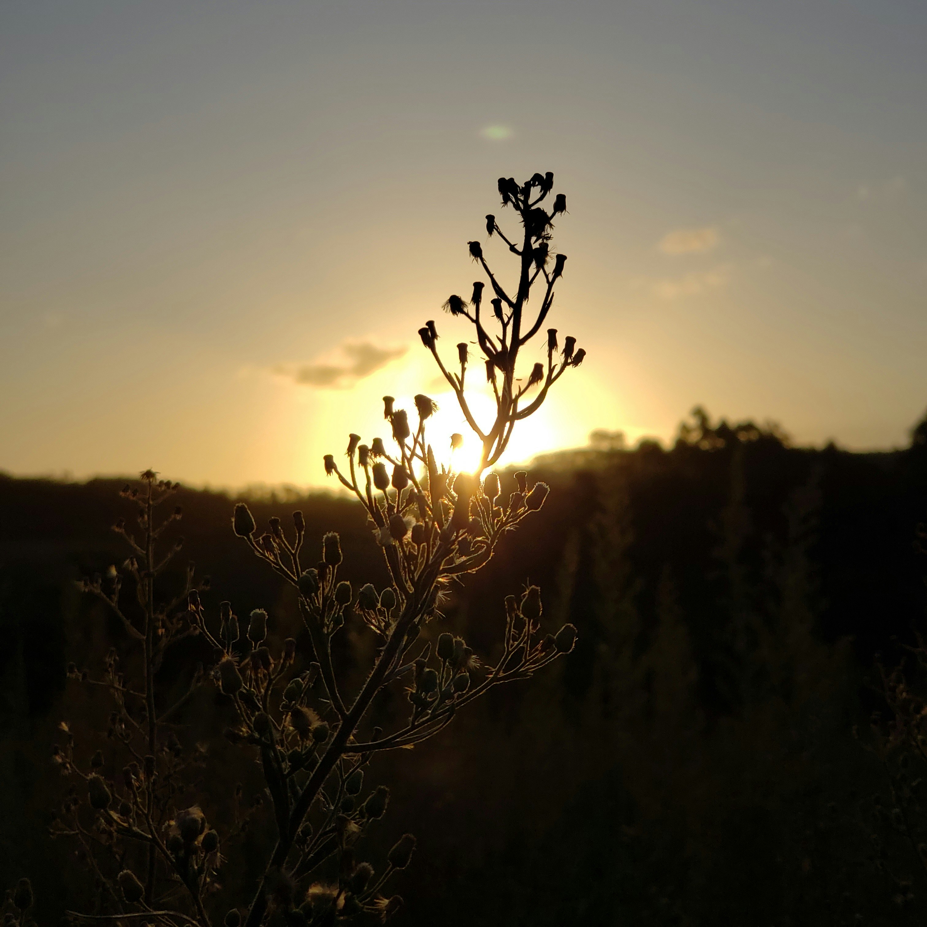 Sunlit Silhouette: Quiet Branches Against a Dusk Kissed Horizon