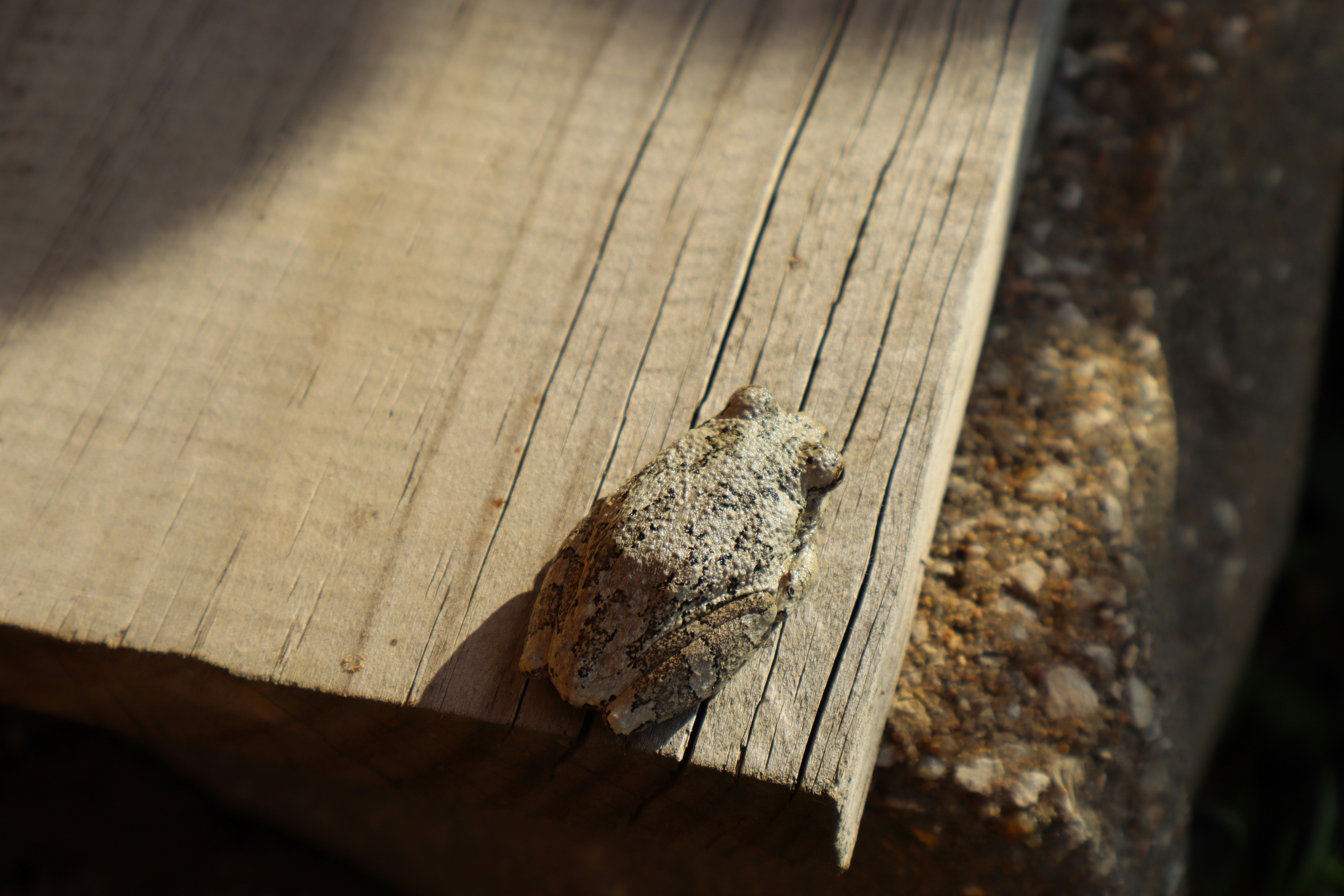 Camouflaged Wanderer on a Weathered Plank