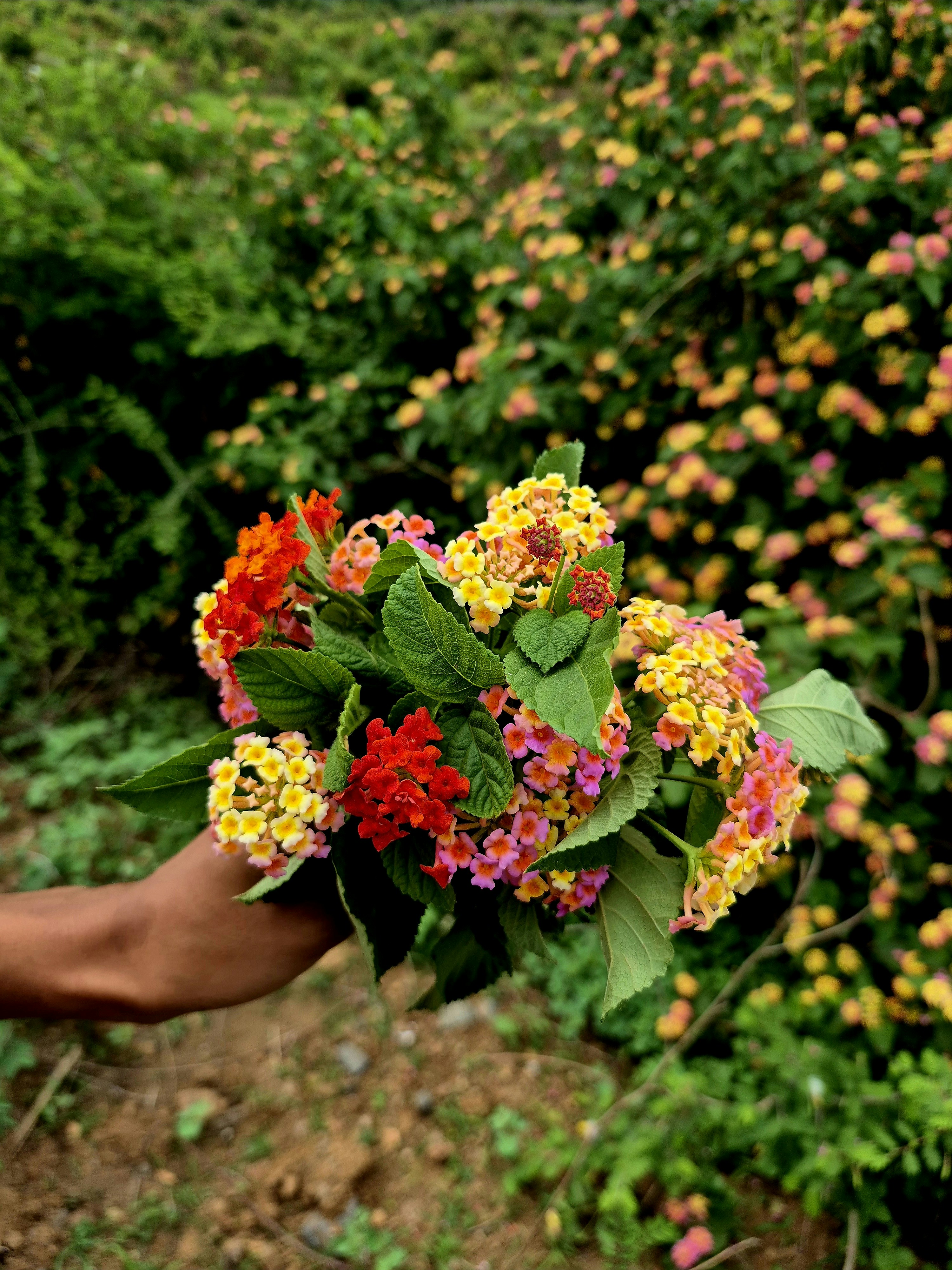 Bouquet of Lively Blooms Handed Across a Fading Garden Path