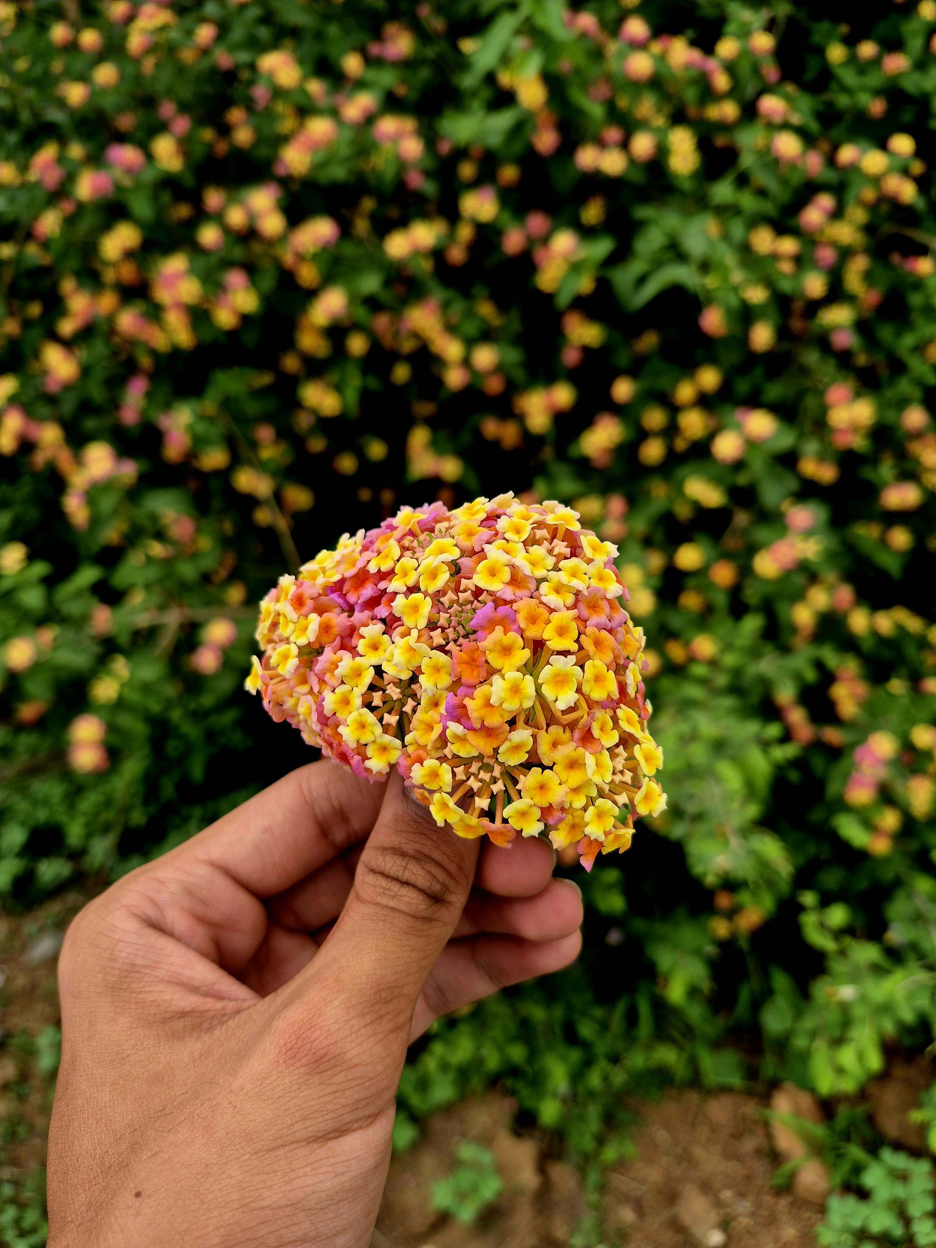 Handful of Sunshine: Mini Flower Bouquet Grasped in a Brown Hand