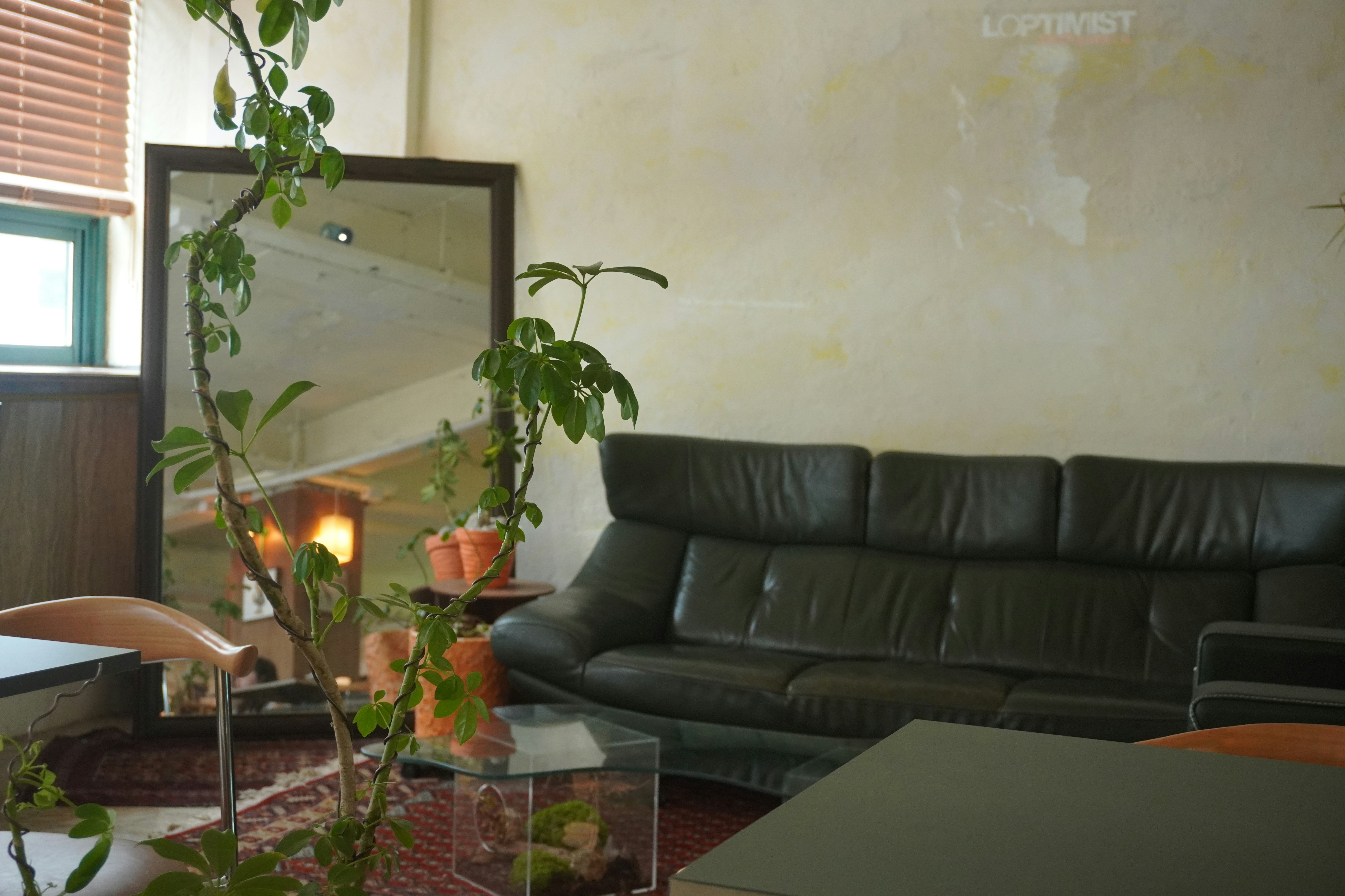 Sunlit Living Room with Greenery and Leather Couch