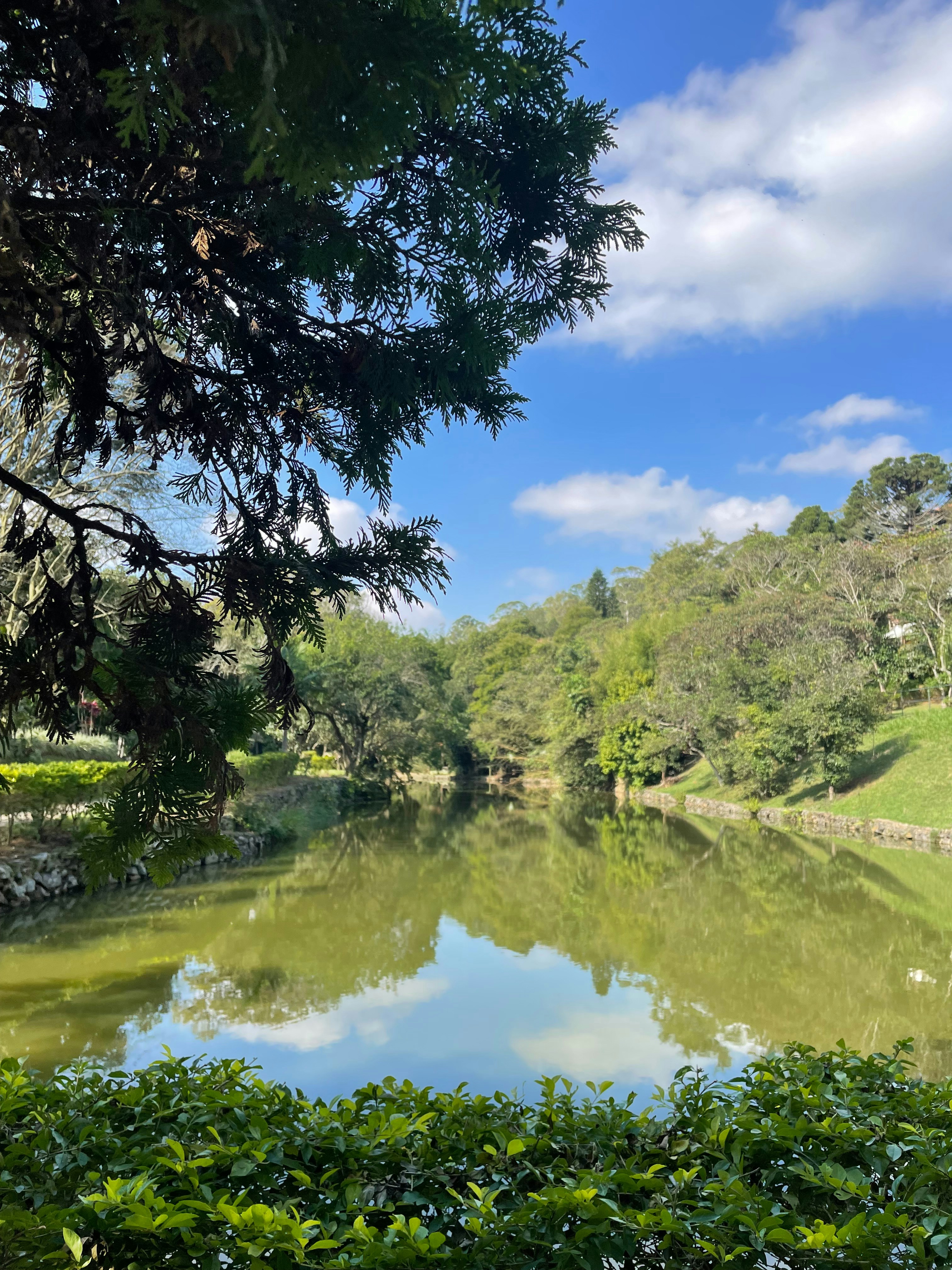 Verdant Mirror: A Quiet Lake Framed by Overhanging branches