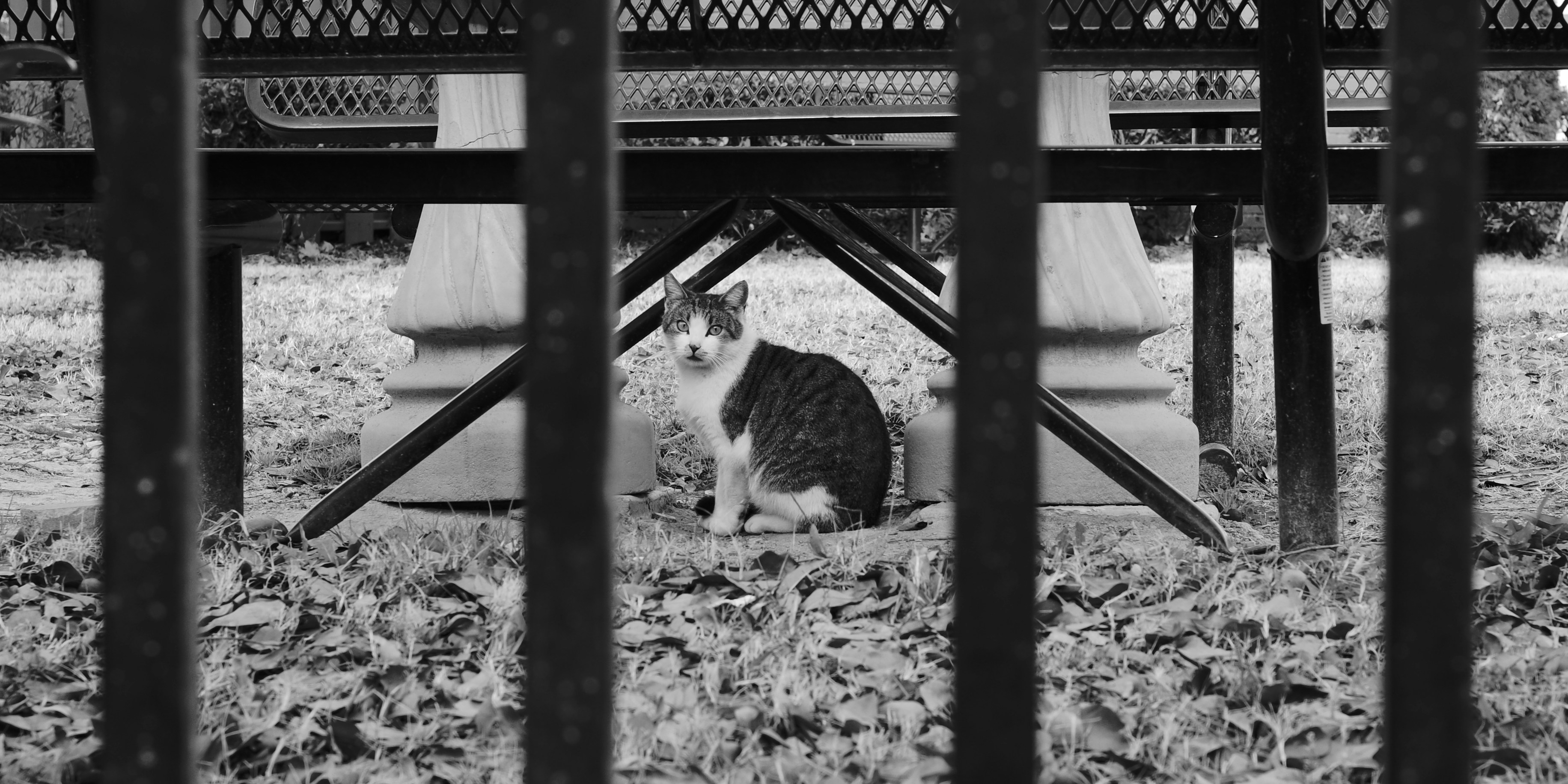 Hidden Observer: A Kitten Beneath the Bench under a Park Table