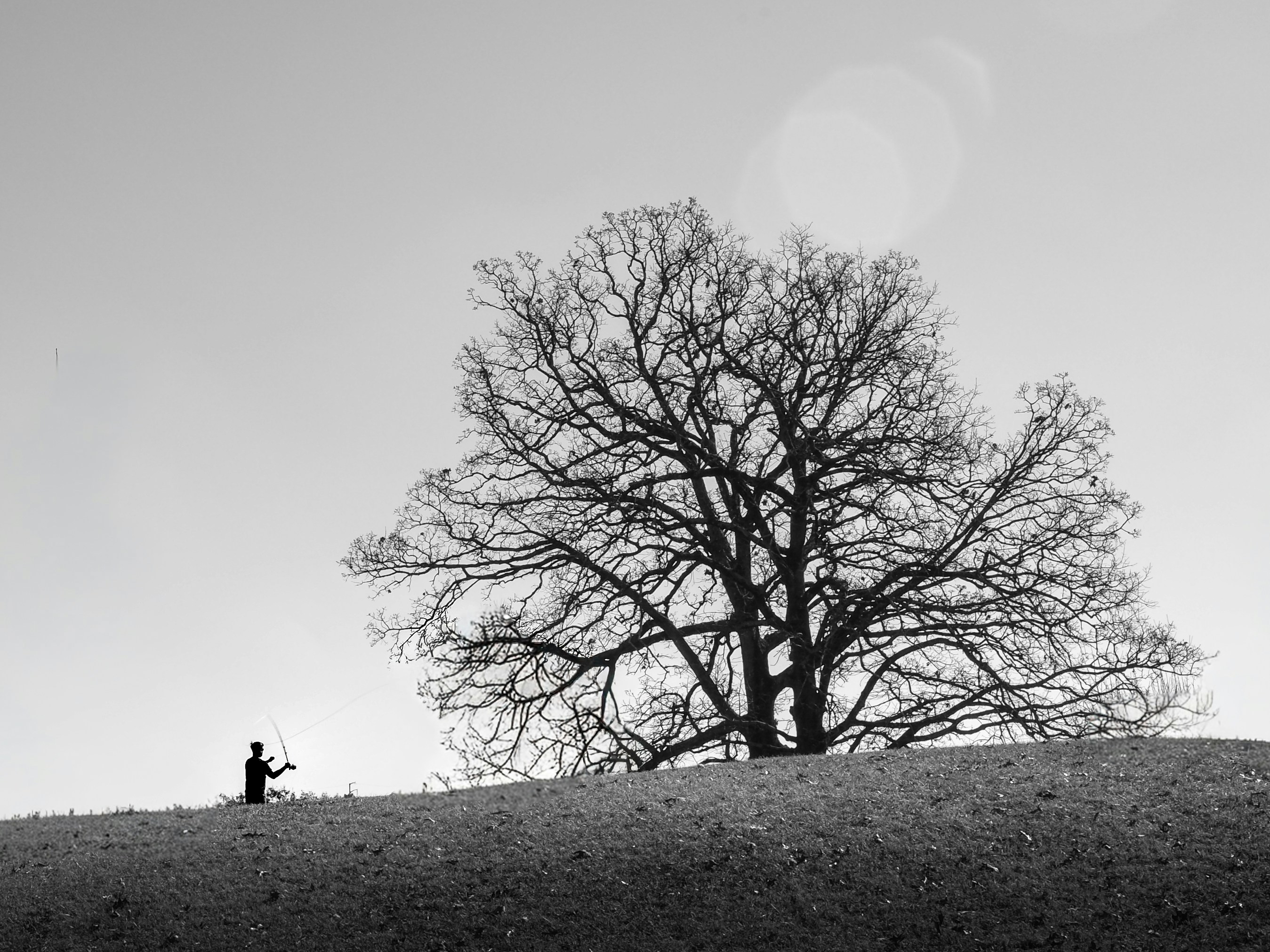 Silhouette of a person and bare tree on a hill.