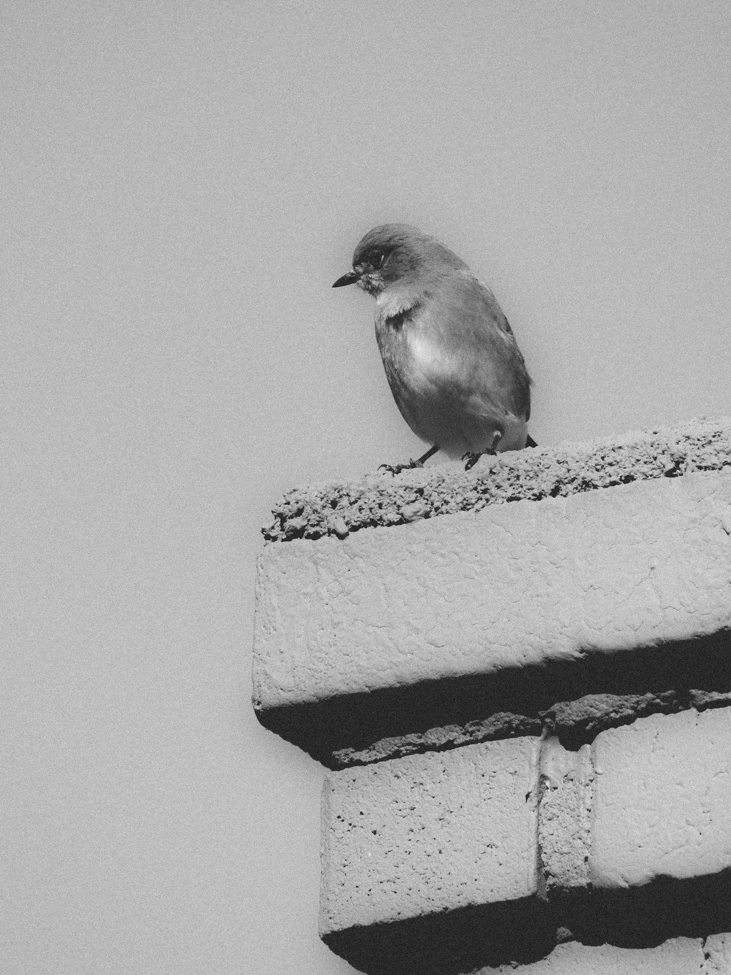 Perched on a concrete ledge, a lone sparrow watches the edge of daylight