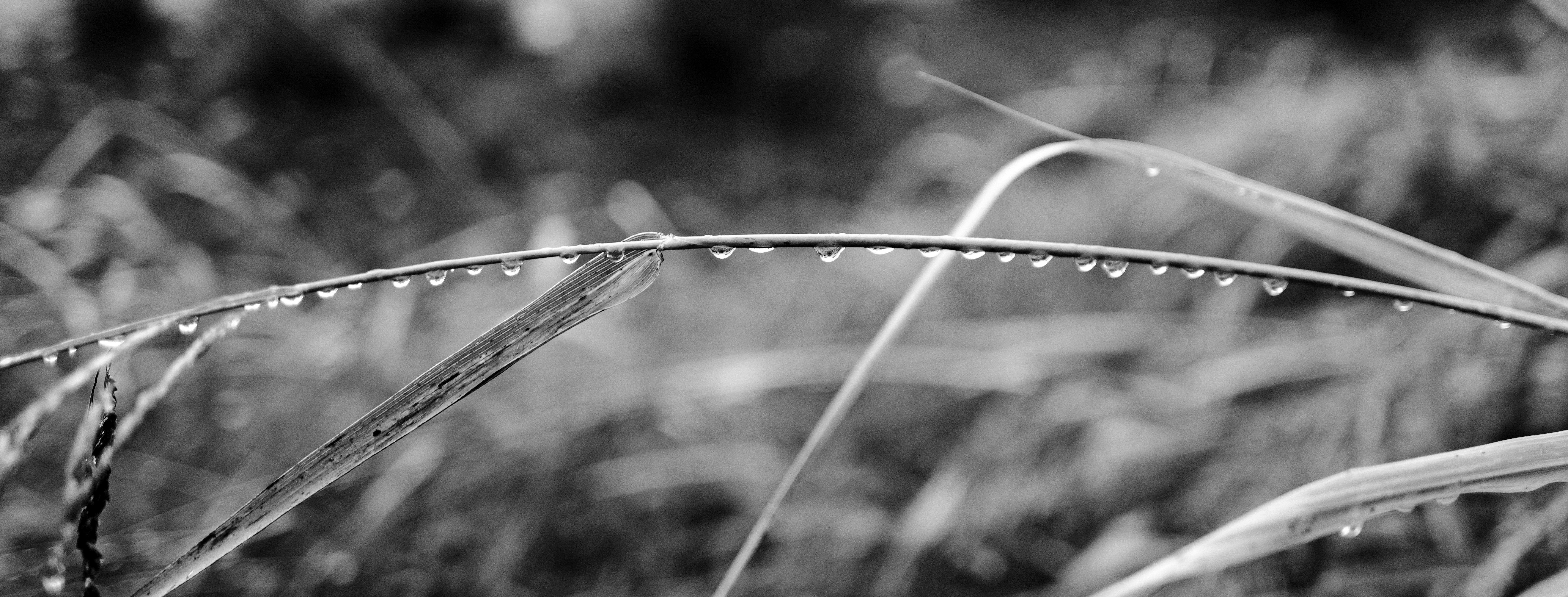 Tiny water drops line a blade of grass.