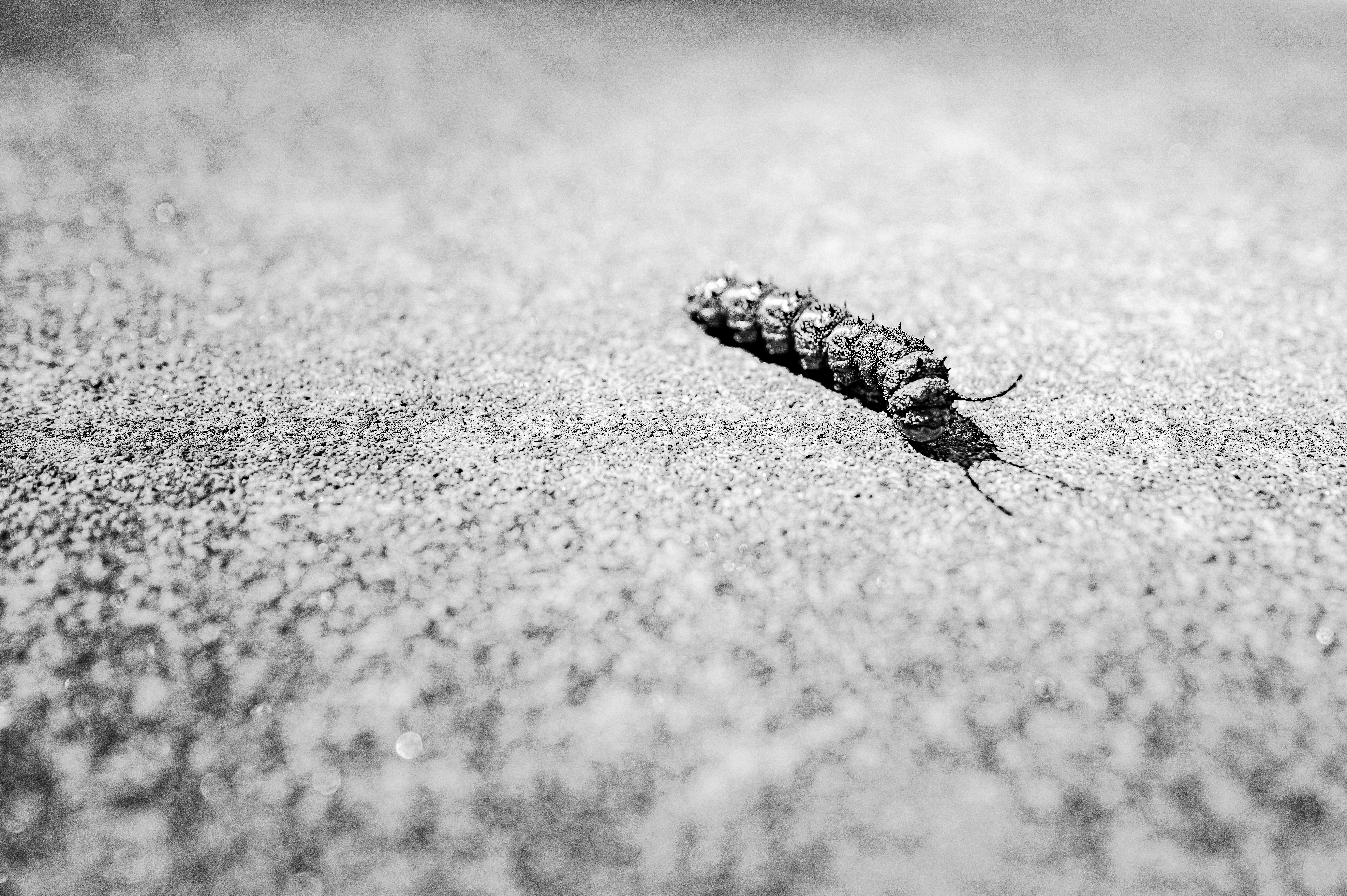 Desert Iris: A Tiny Armored Wanderer on grainy Sand