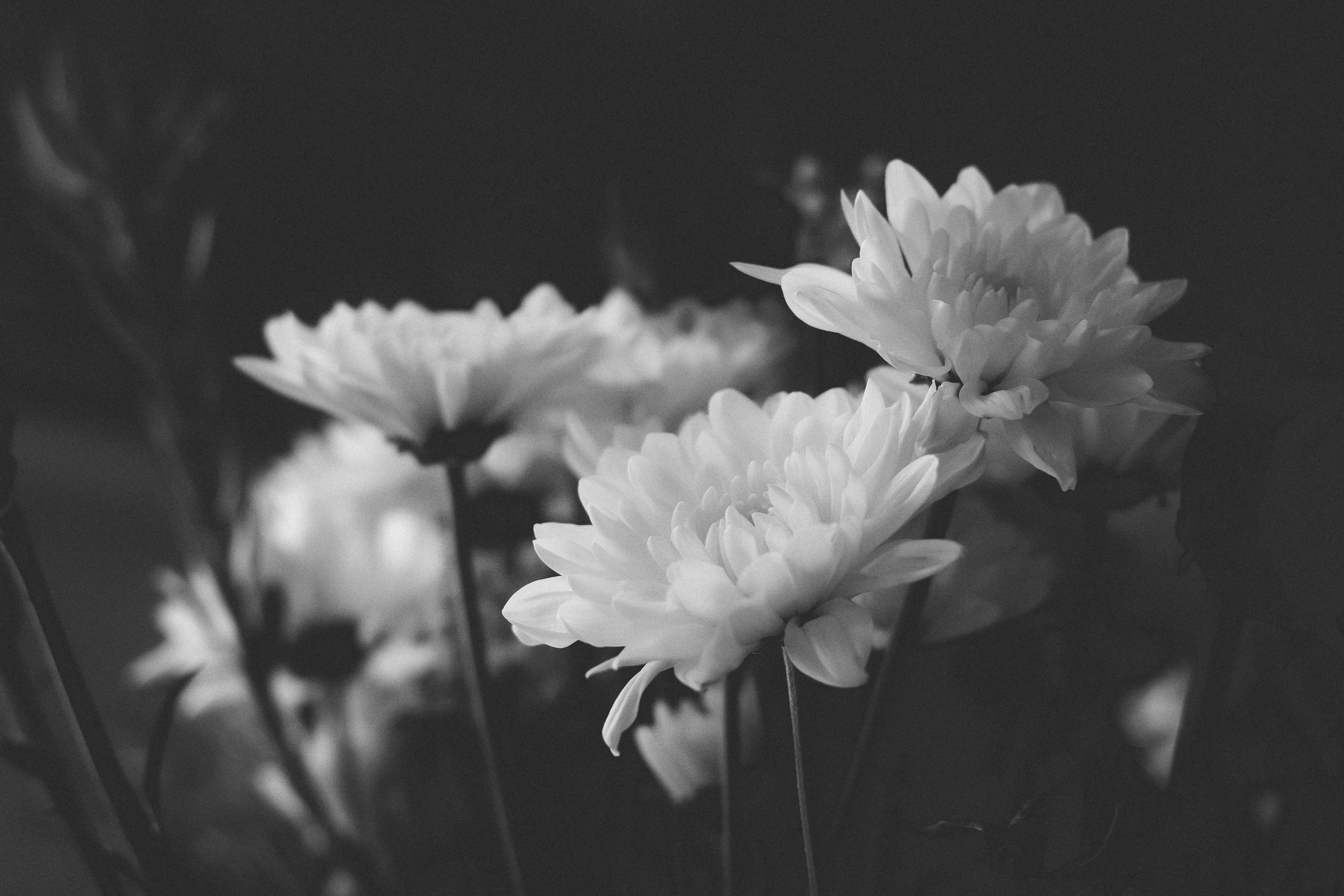 Petaled Spotlight: A Quiet Chrysanthemum Moment