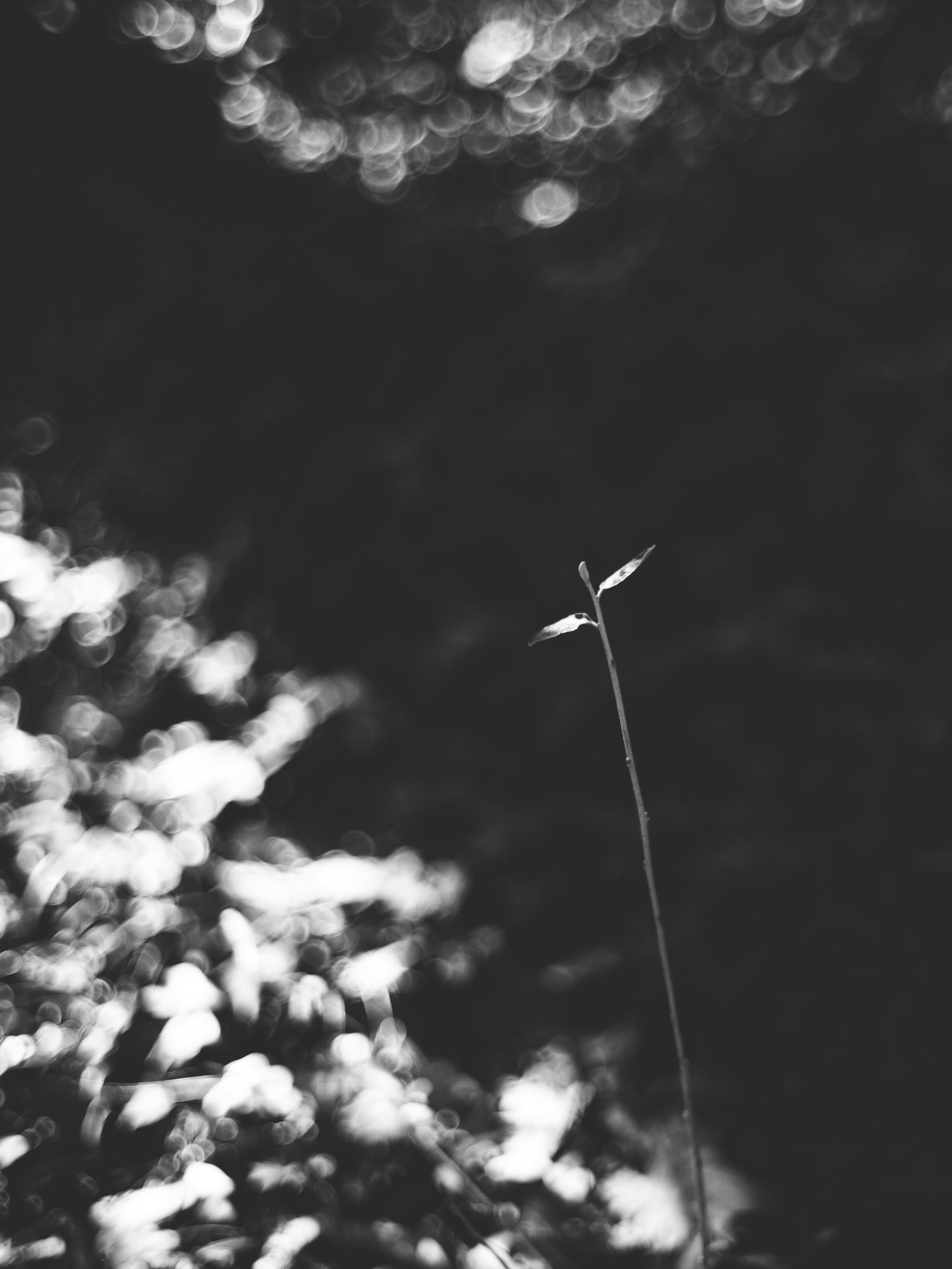 A Lone Sprout Reaching Toward the Sky in Soft Bokeh