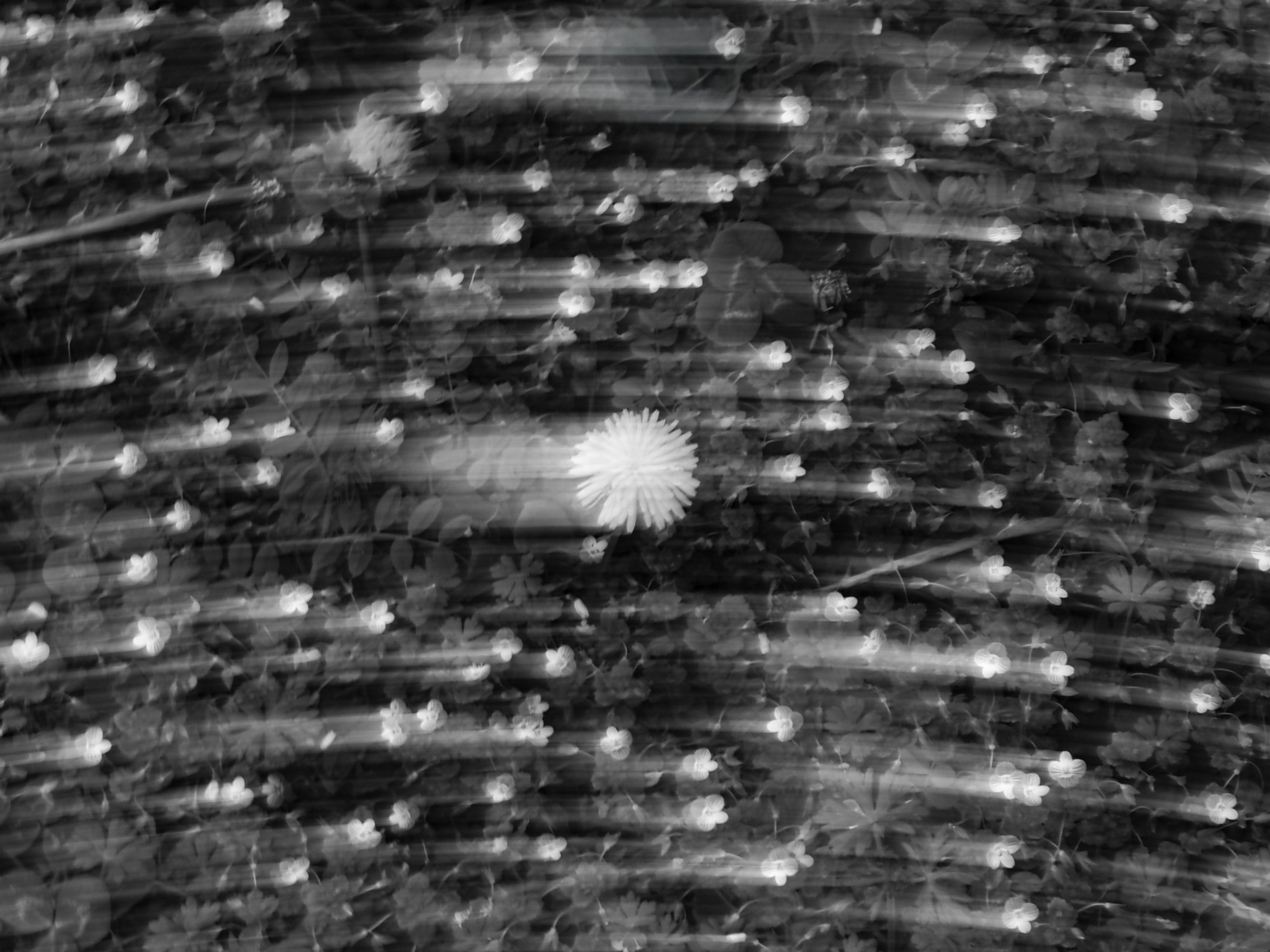 Dandelion Bloom in a Snowfield of Motion