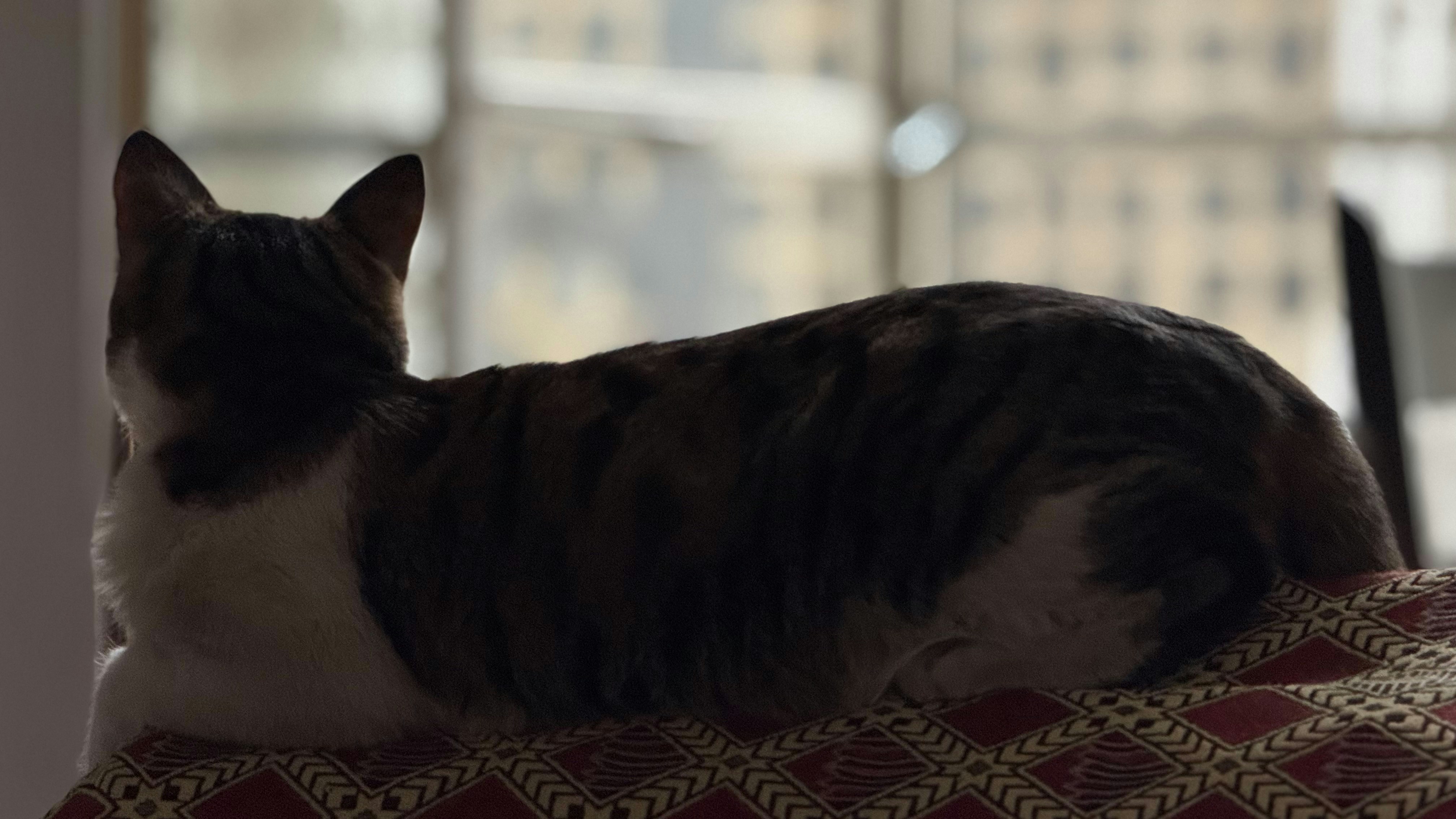 Quiet Seated Cat by the Window