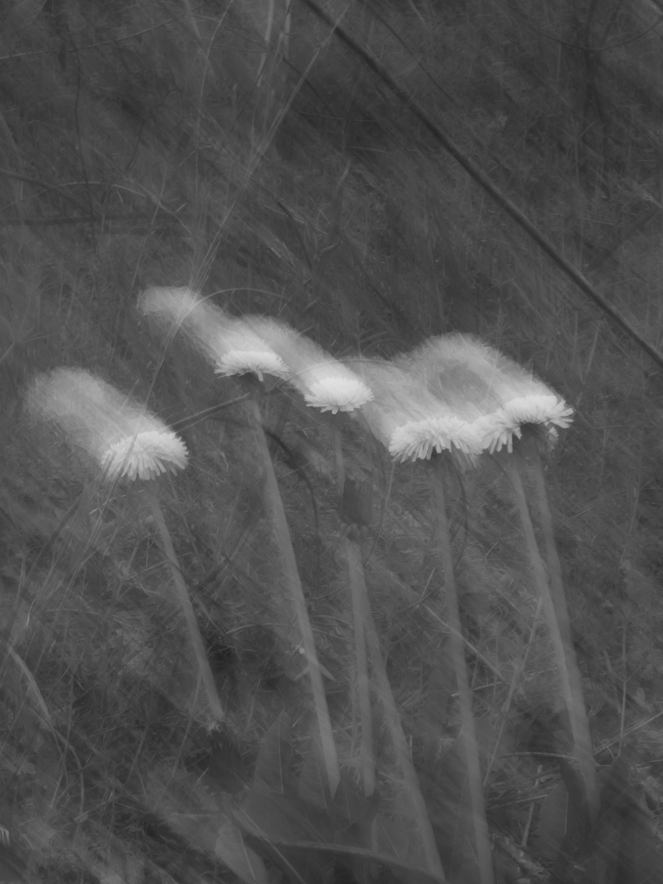 Soft-Edged Dandelions in a Veiled Field