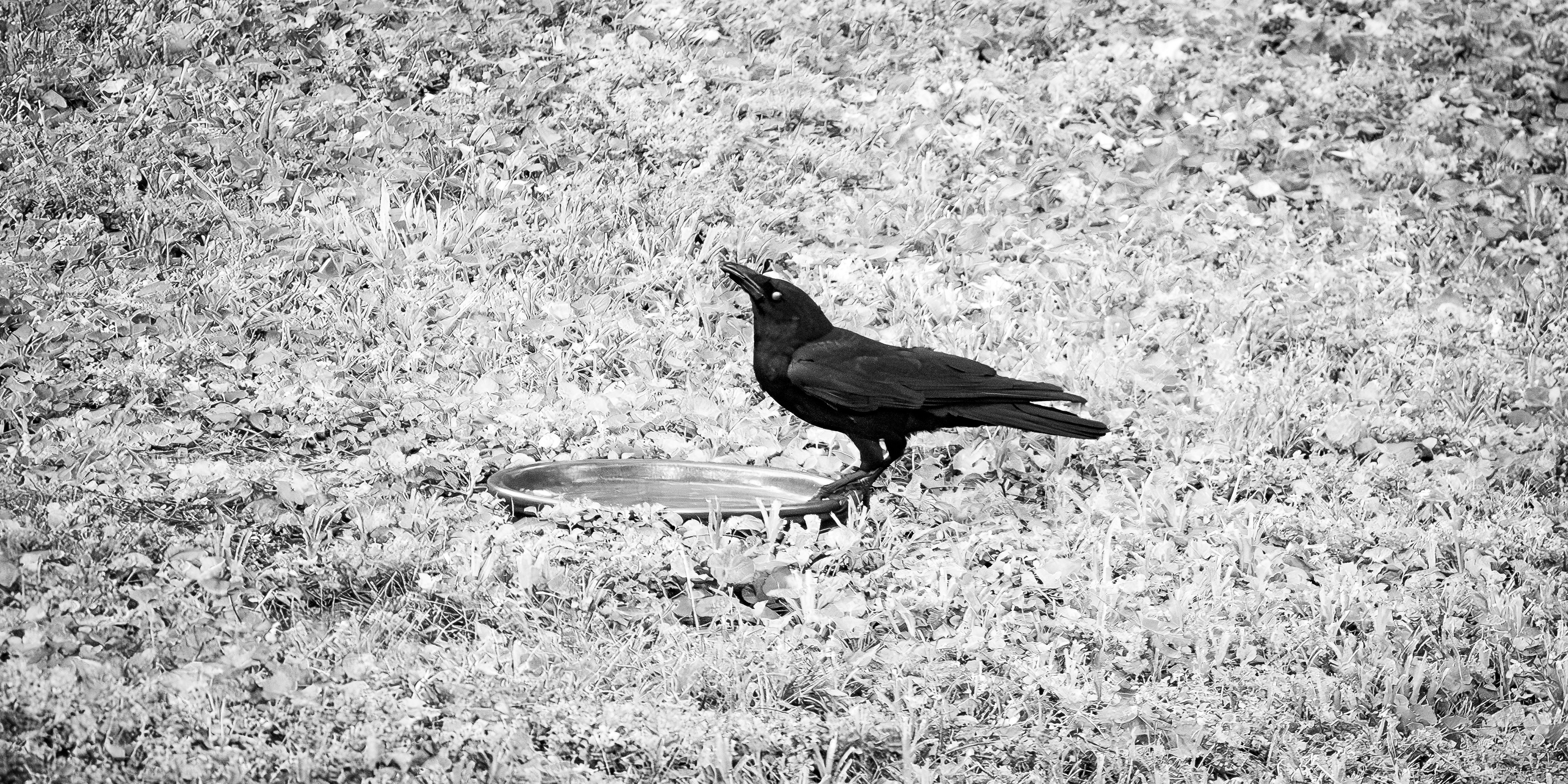 Midstride Watcher: A Crow at the Feeding Bowl