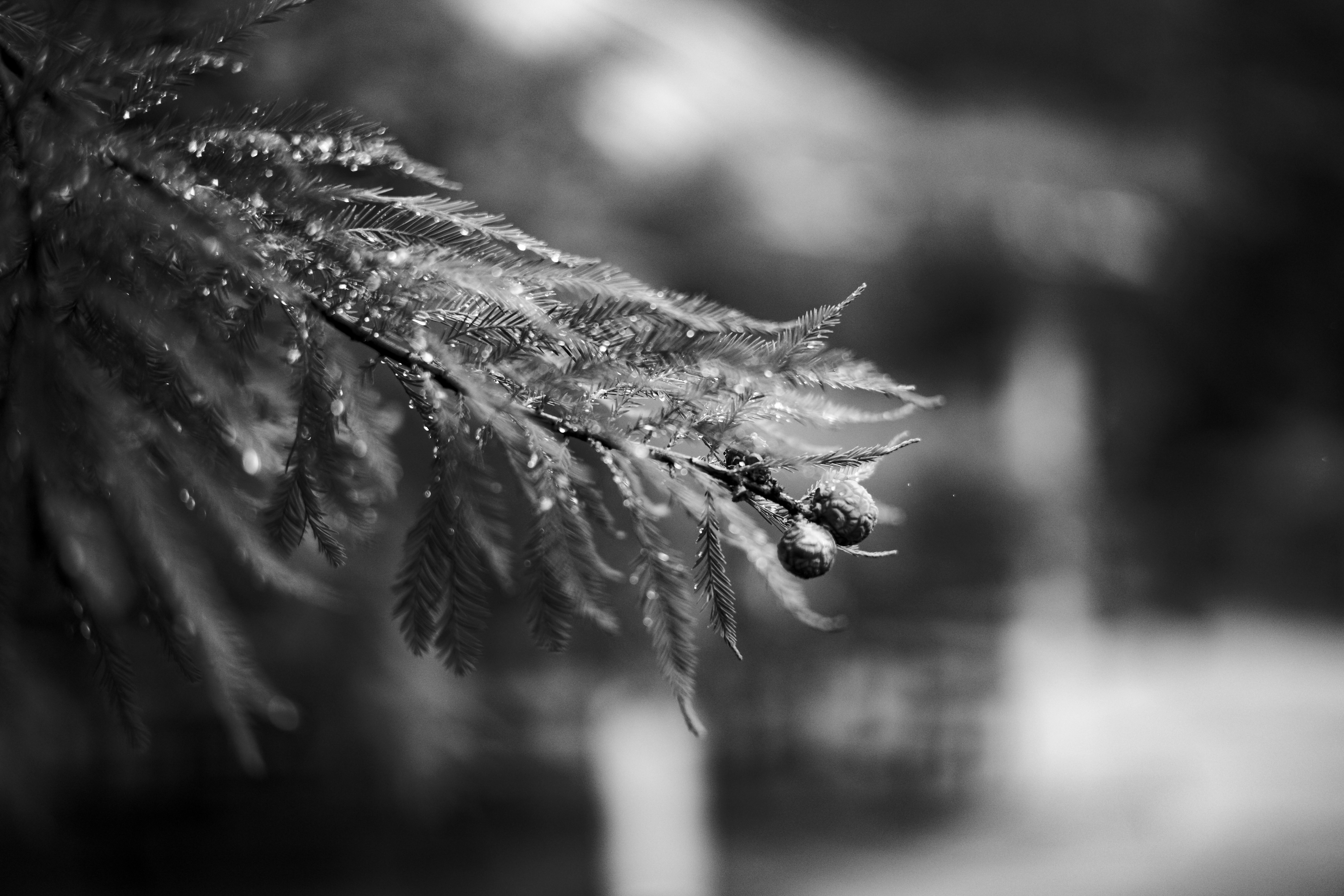 Dew-kissed Sprig: A Quiet Moment in Mono