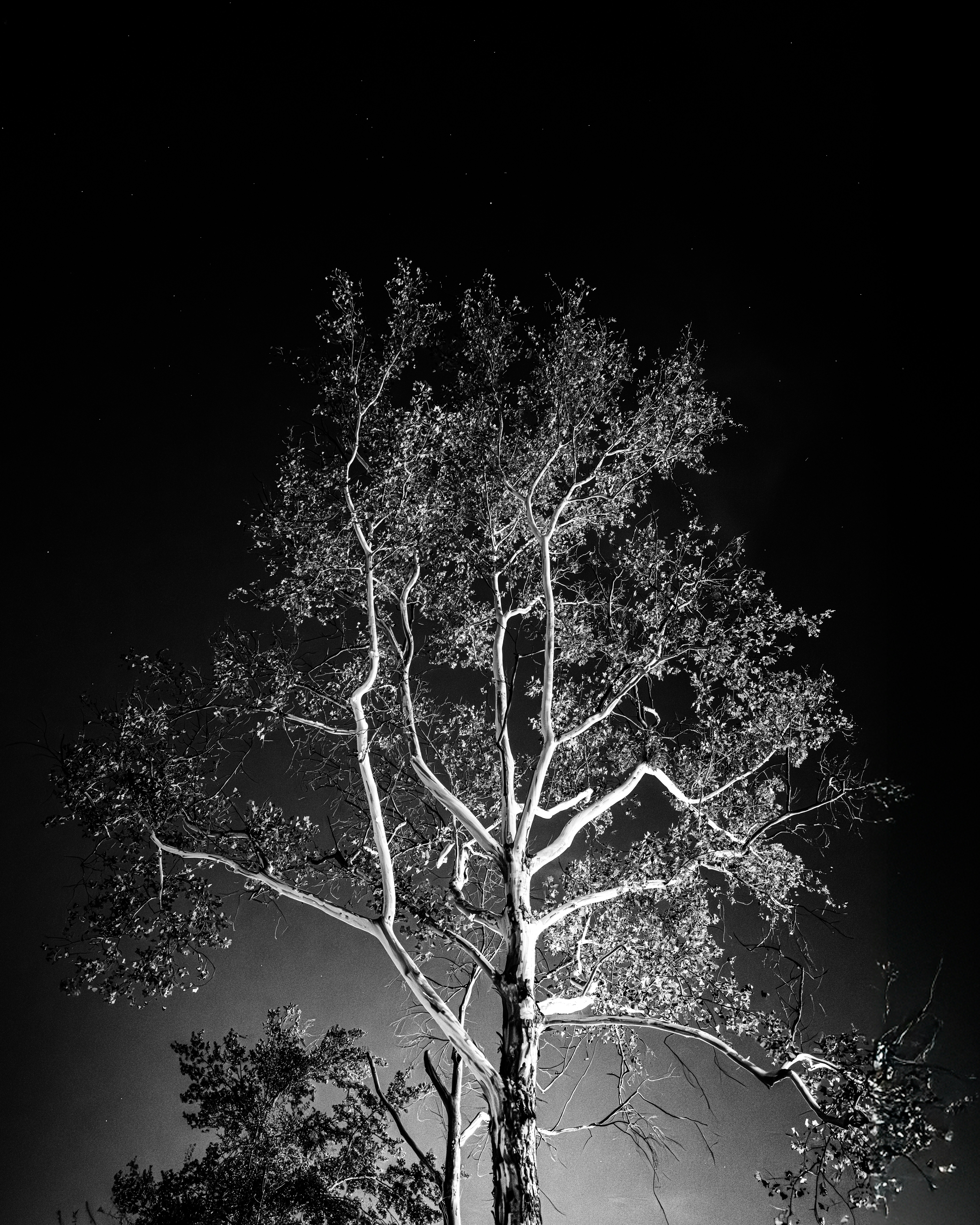 Night Arboreal Silhouette: Moonlit Tree Stand Against a Velvet Sky