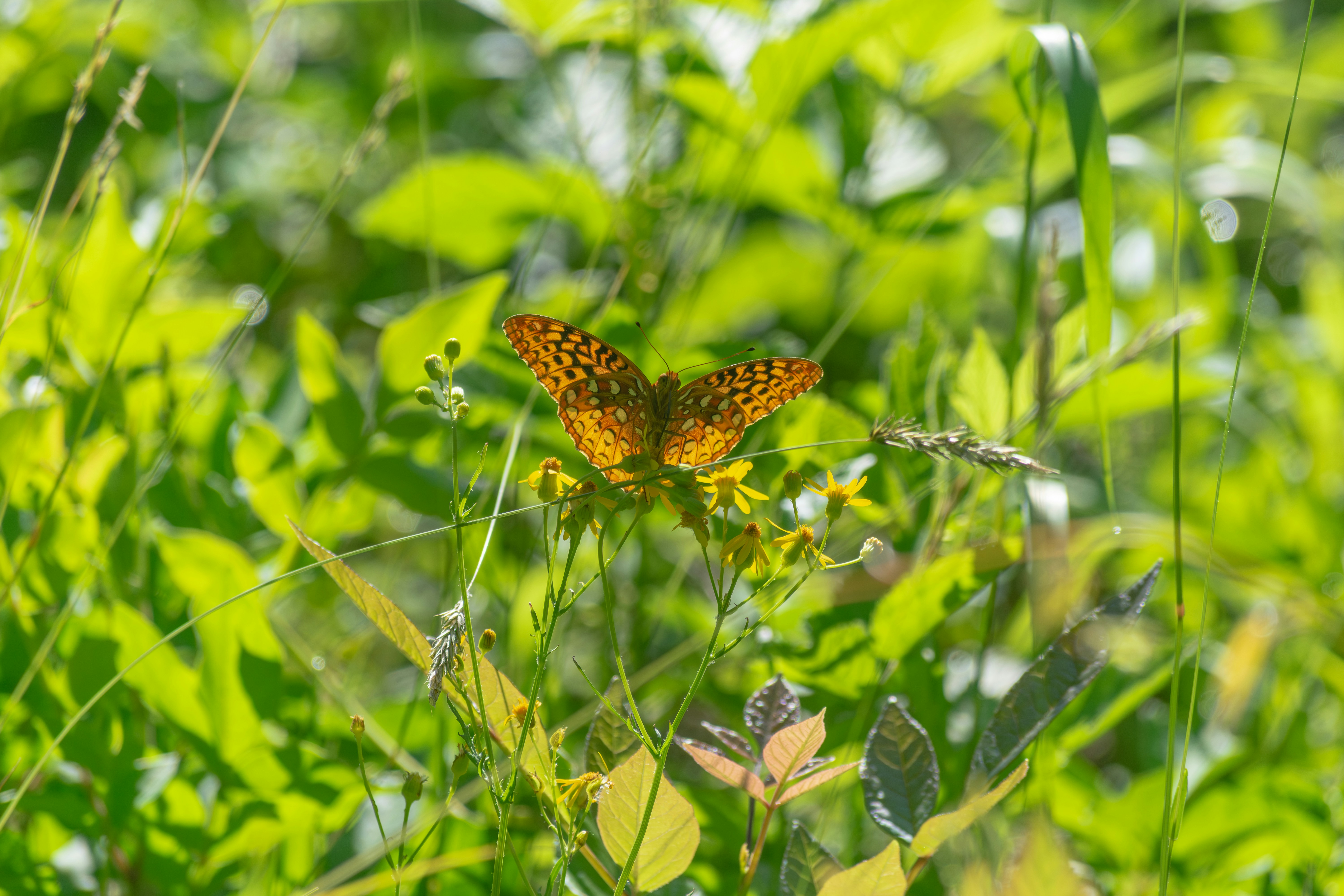 Golden Speckled Wings in a Sunlit Meadow