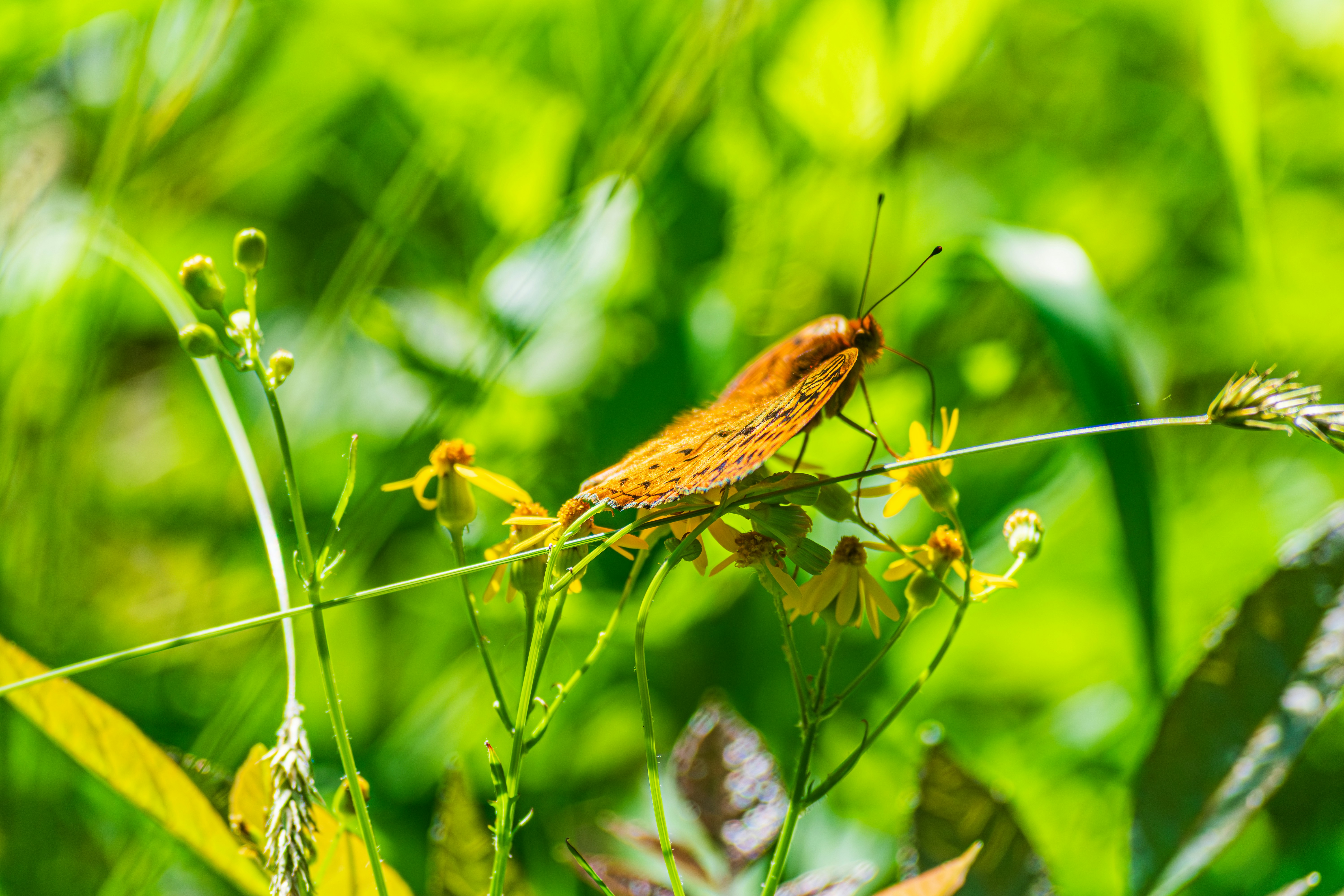 Golden Skipper on a Green Stage: A Meadow Butterfly in Focus