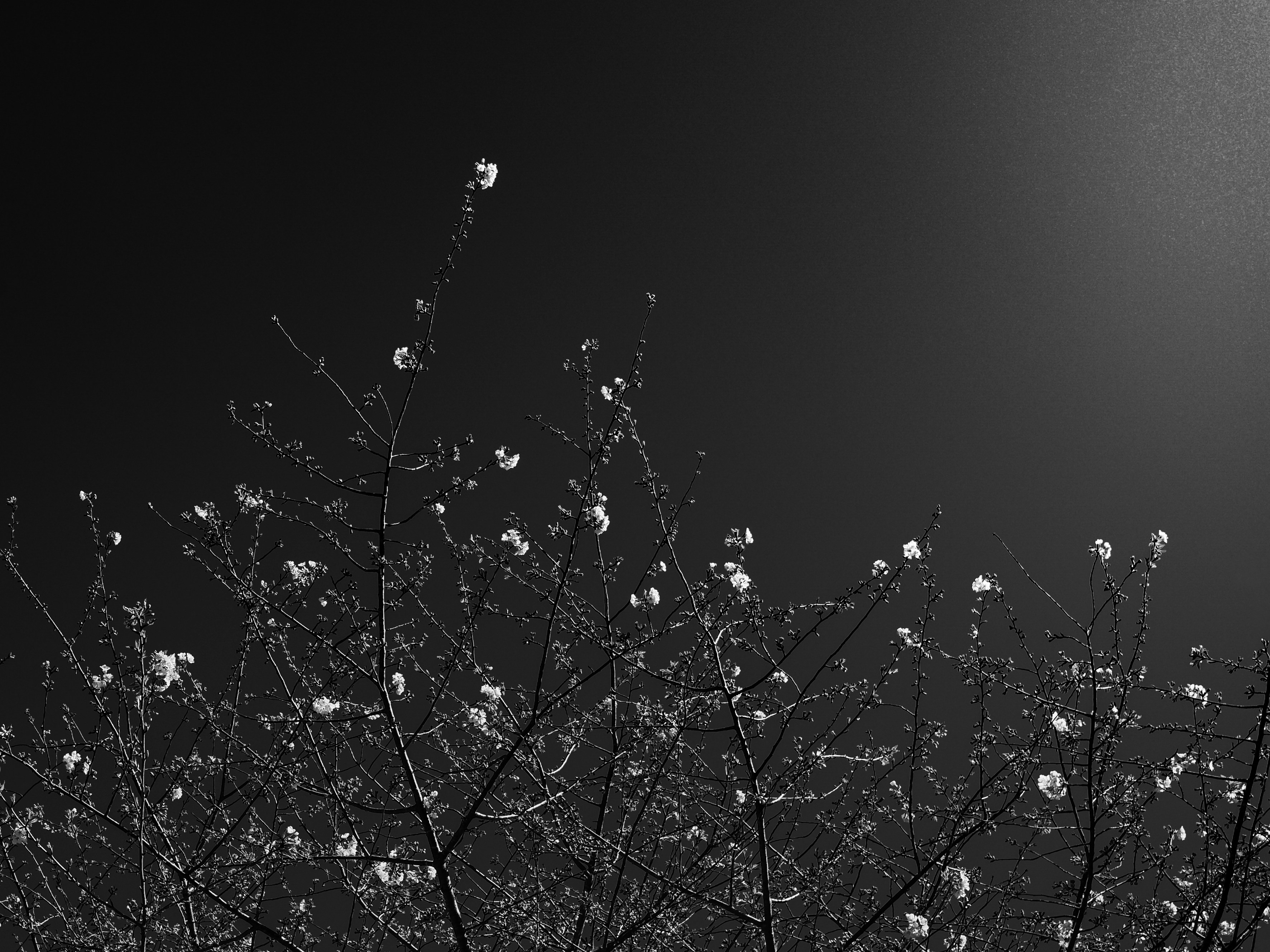 Snow-kissed branches Against a Silent Night