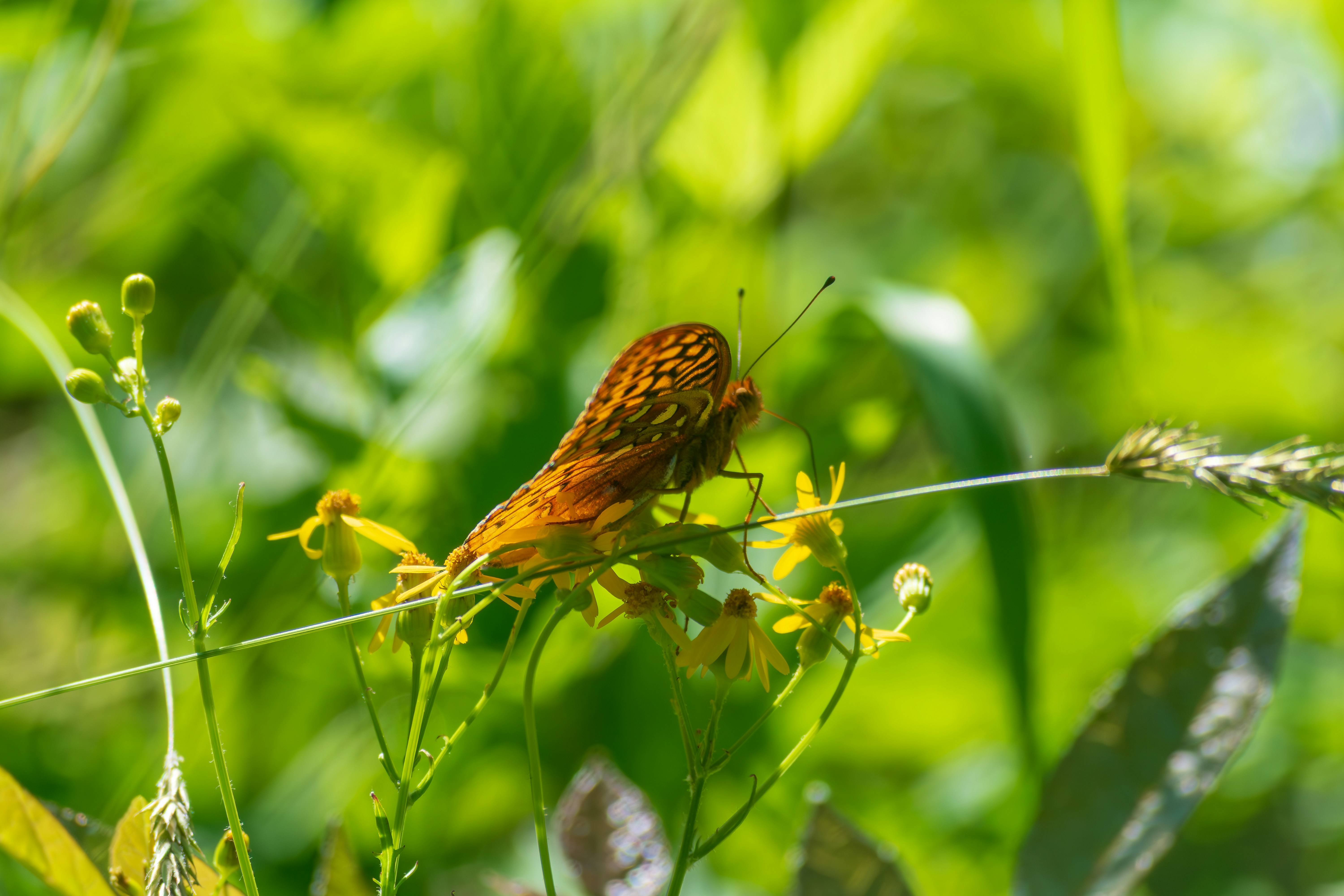 Golden butterfly on sunlit meadow blooms
