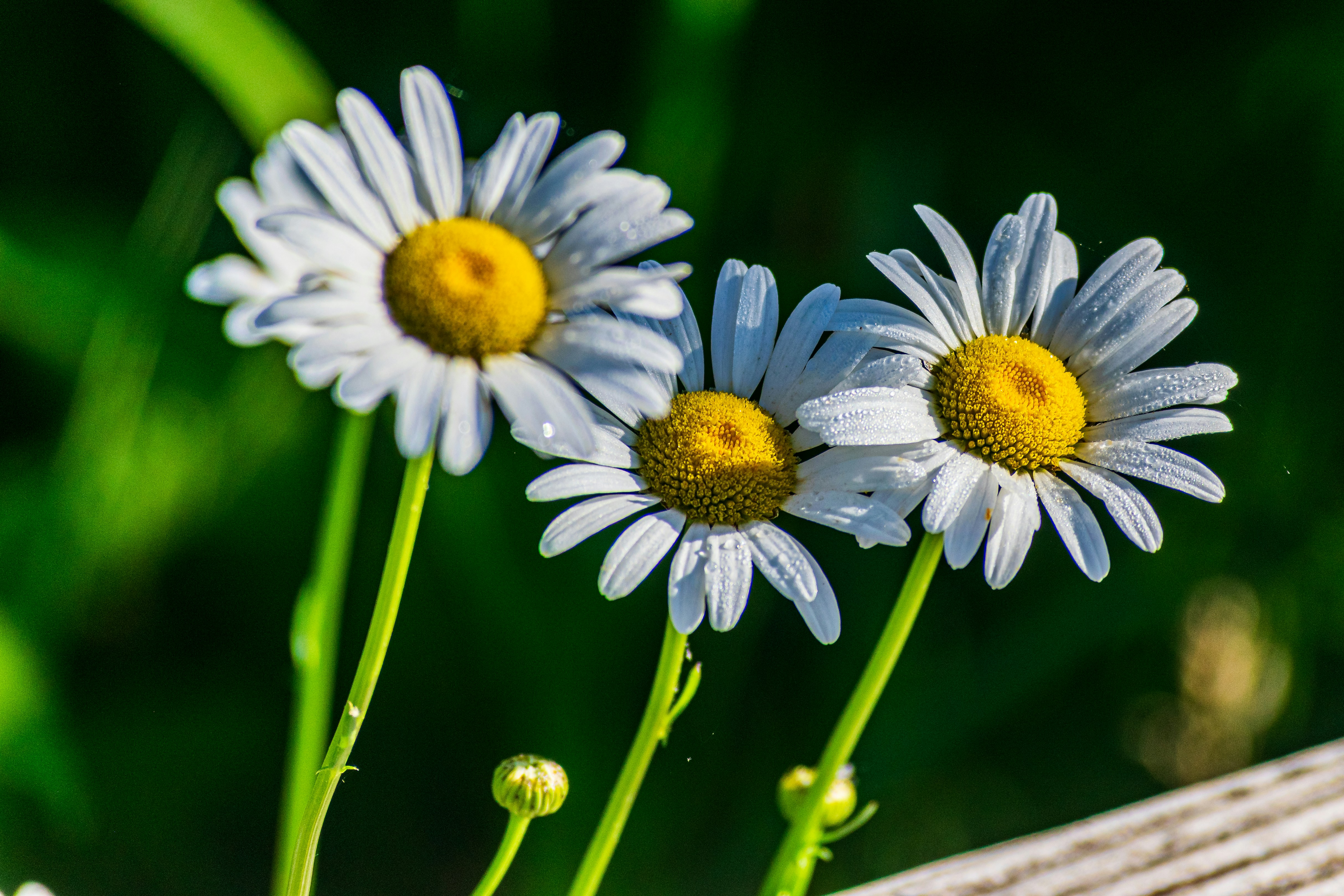 Daisy trio in sunlight: macro clarity on petals and centers
