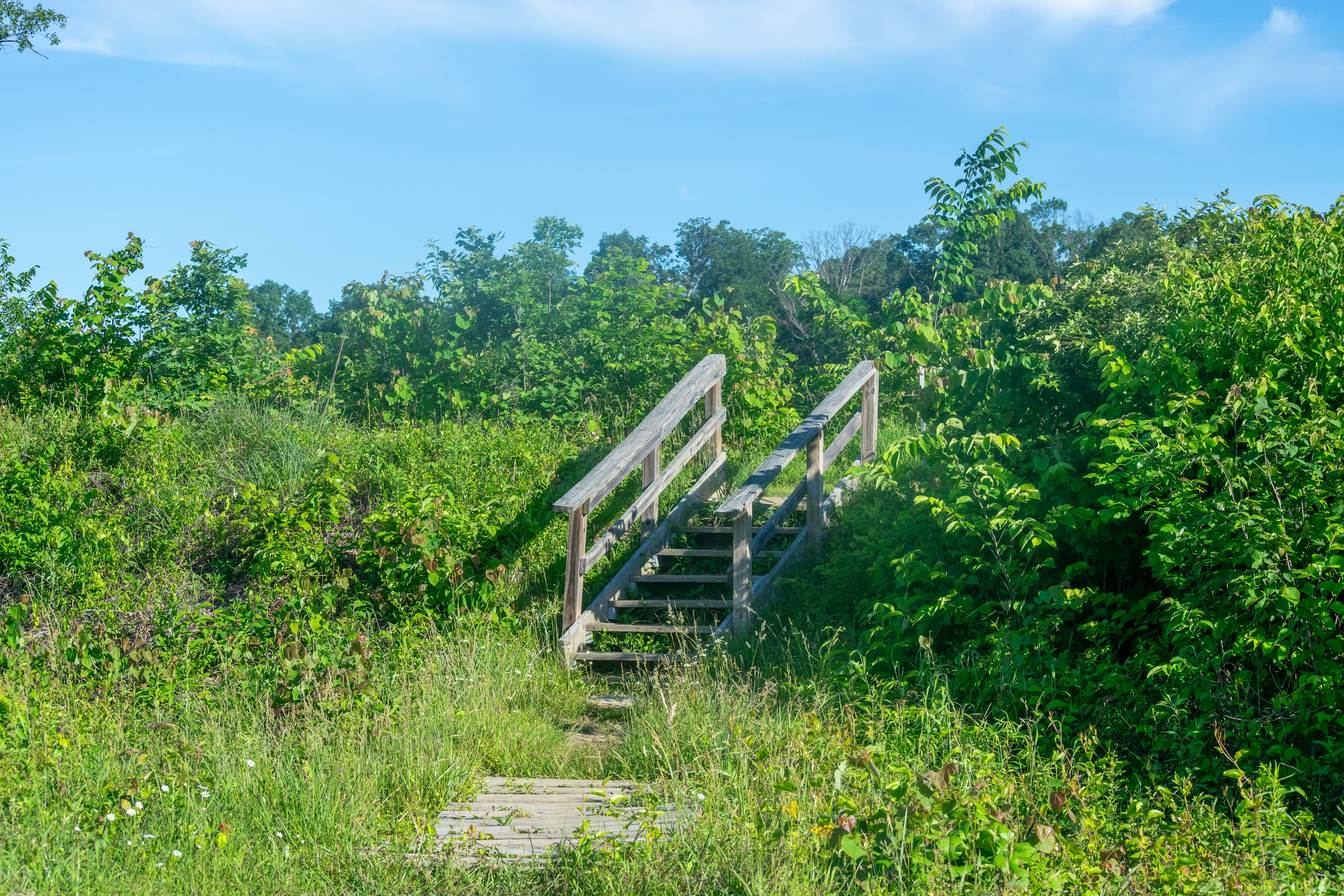 Wooden Steps Rising from a Meadow into Greenery