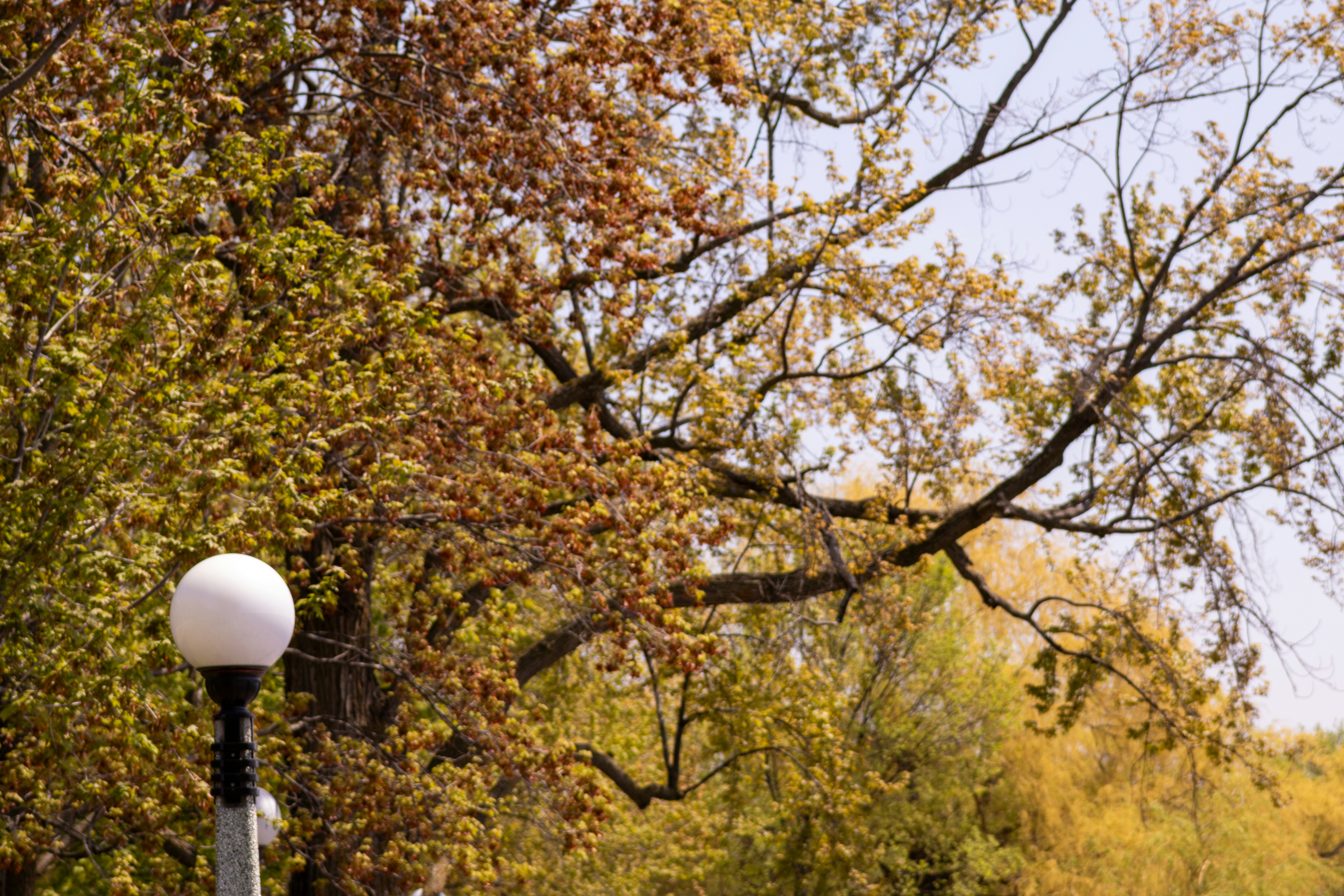 Autumn Glow Over a Lamp-lit Park