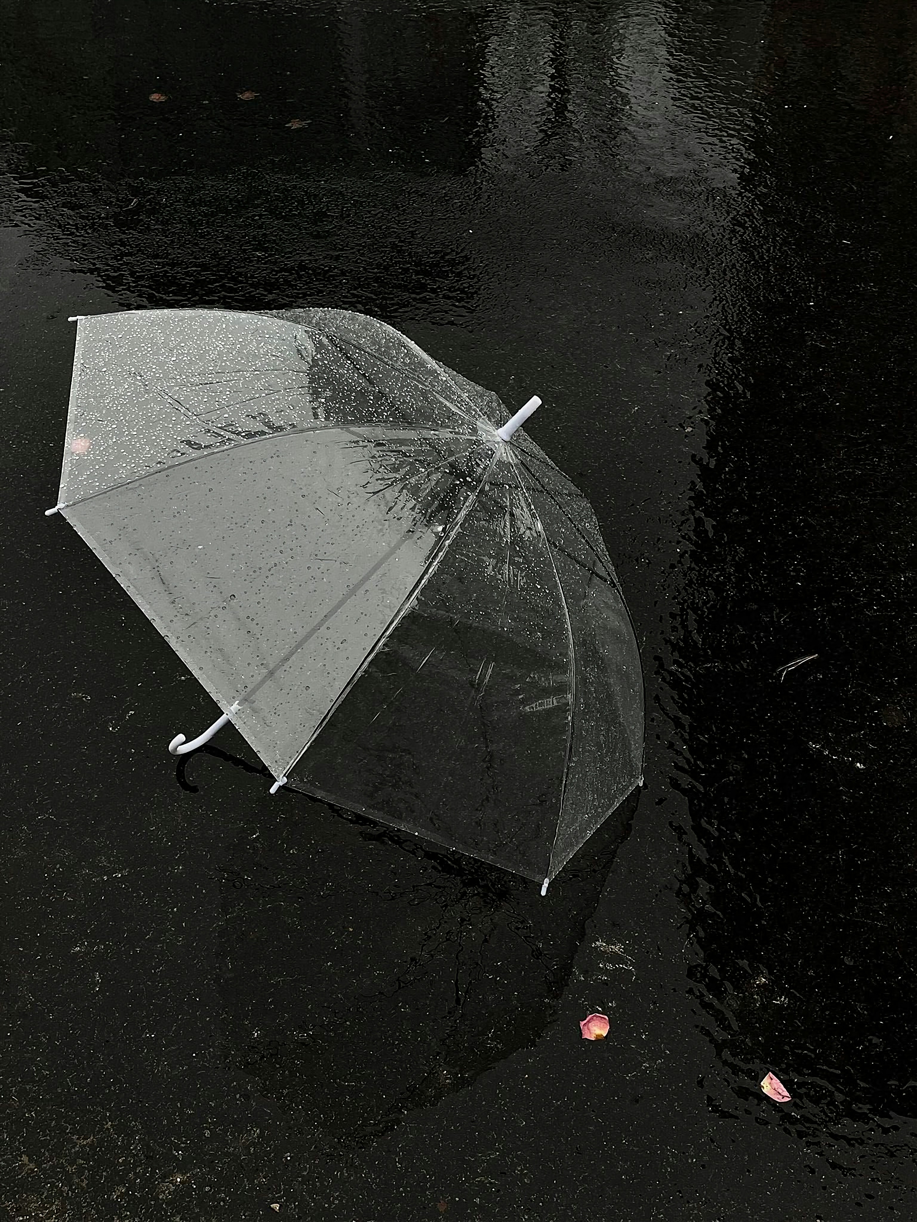 Transparent umbrella on wet asphalt covered in raindrops. photo – Free ...