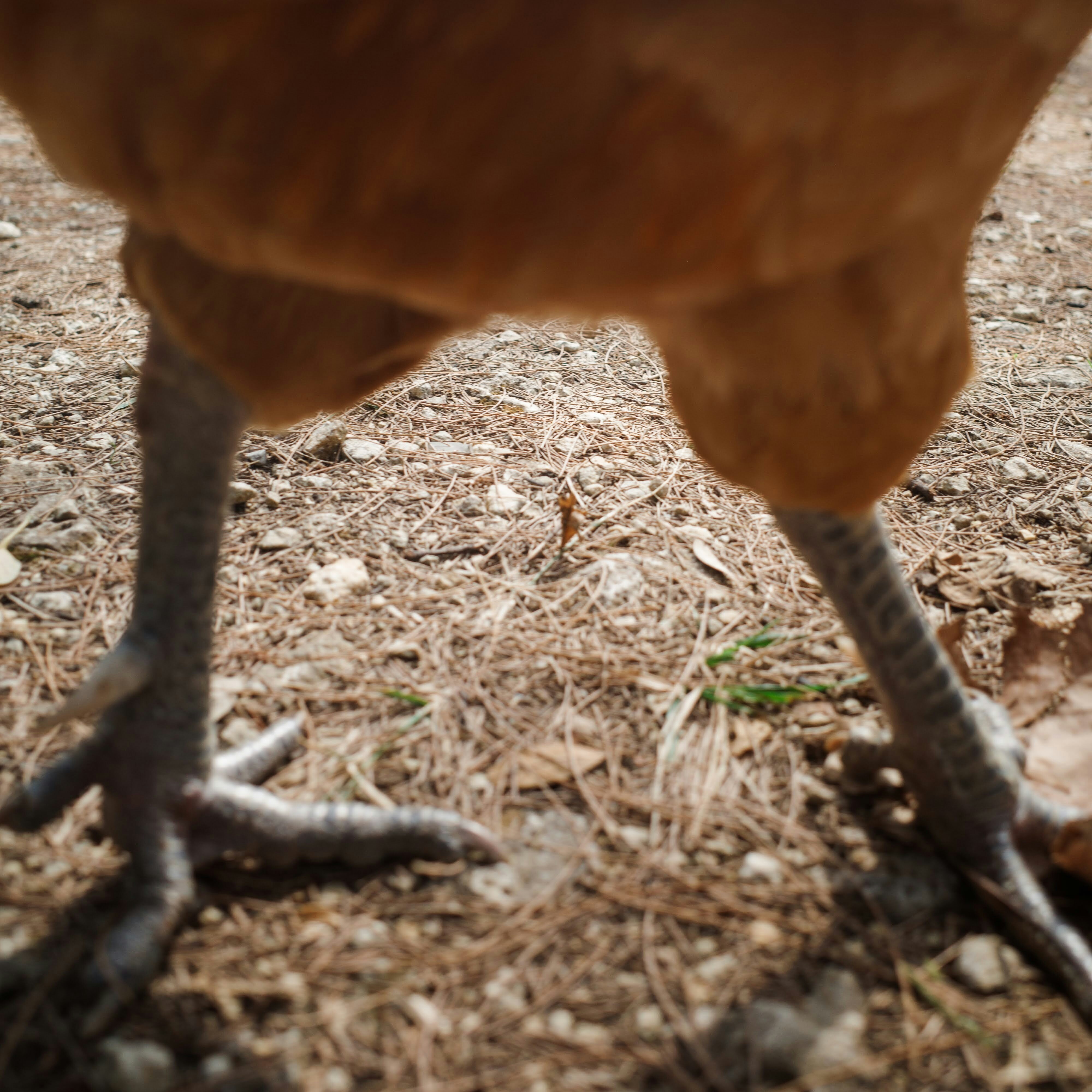 Close-up view of chicken legs and feet on dusty ground, conveying a farmyard moment with a shallow perspective and earthy textures.