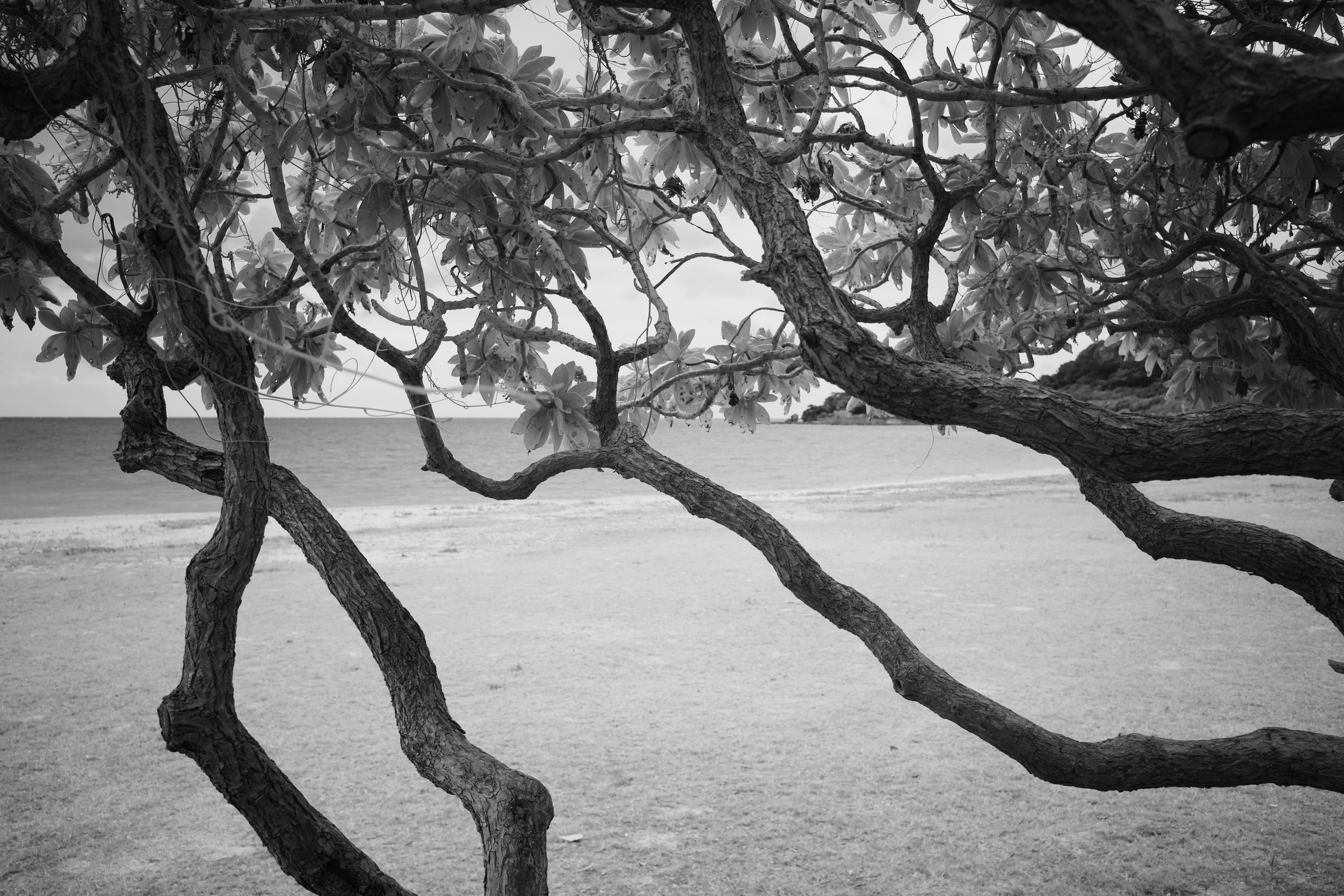 Arced Branches Loom Over Quiet Shoreline