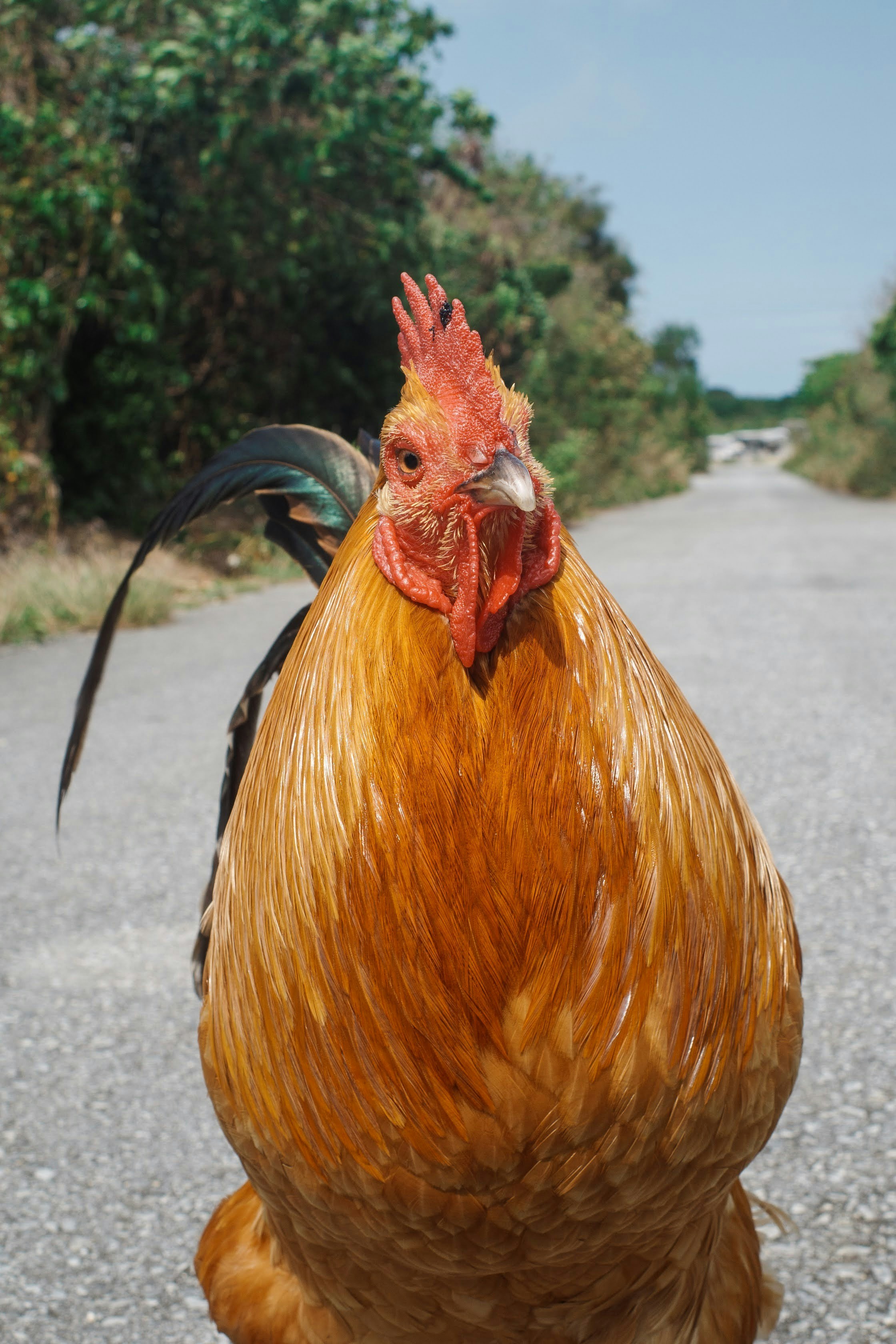 A brown rooster stands on a paved road.