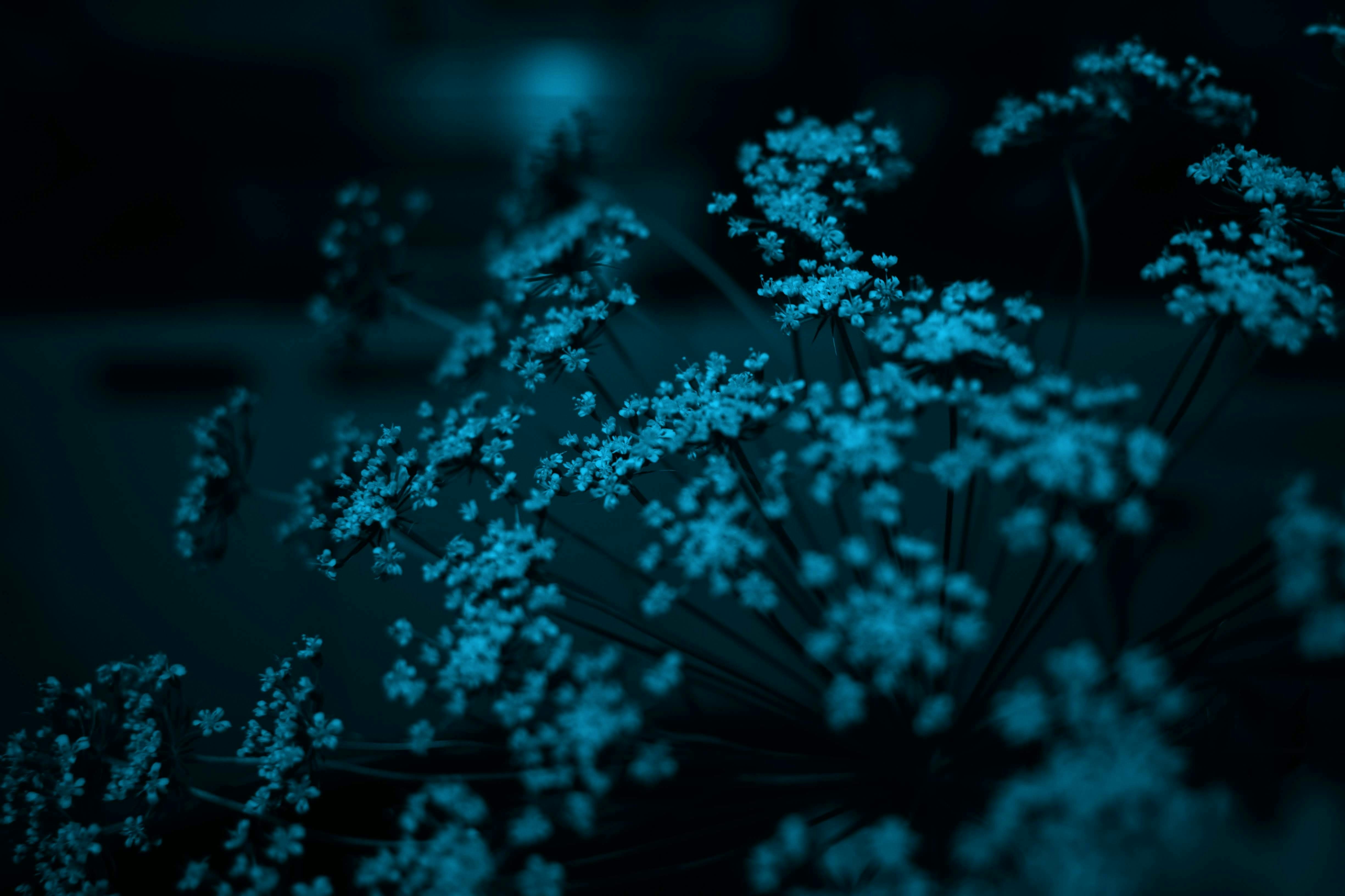 Delicate blue flowers against a dark, blurred background.