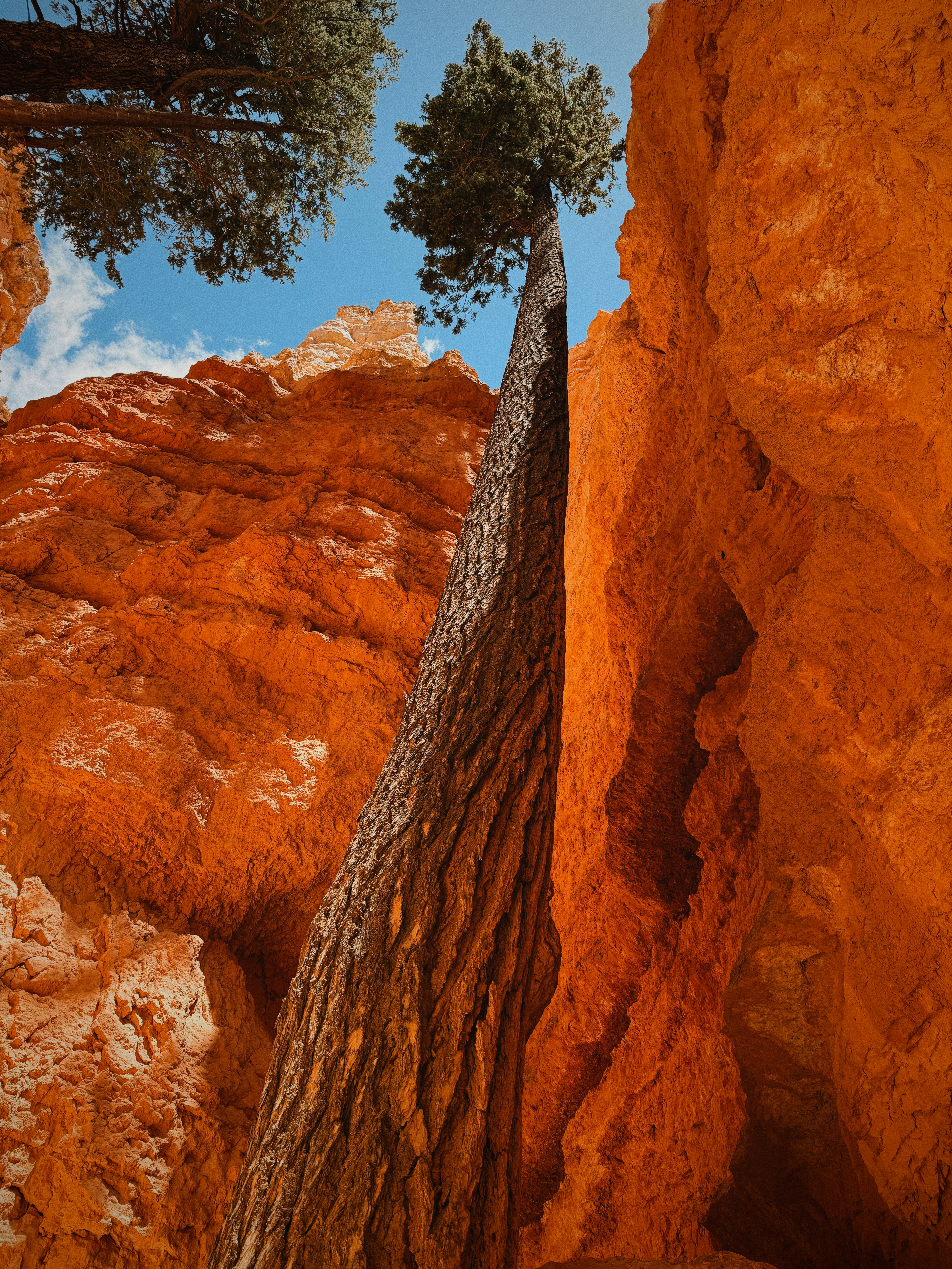 Towering Pine Between Orangish Canyon Walls