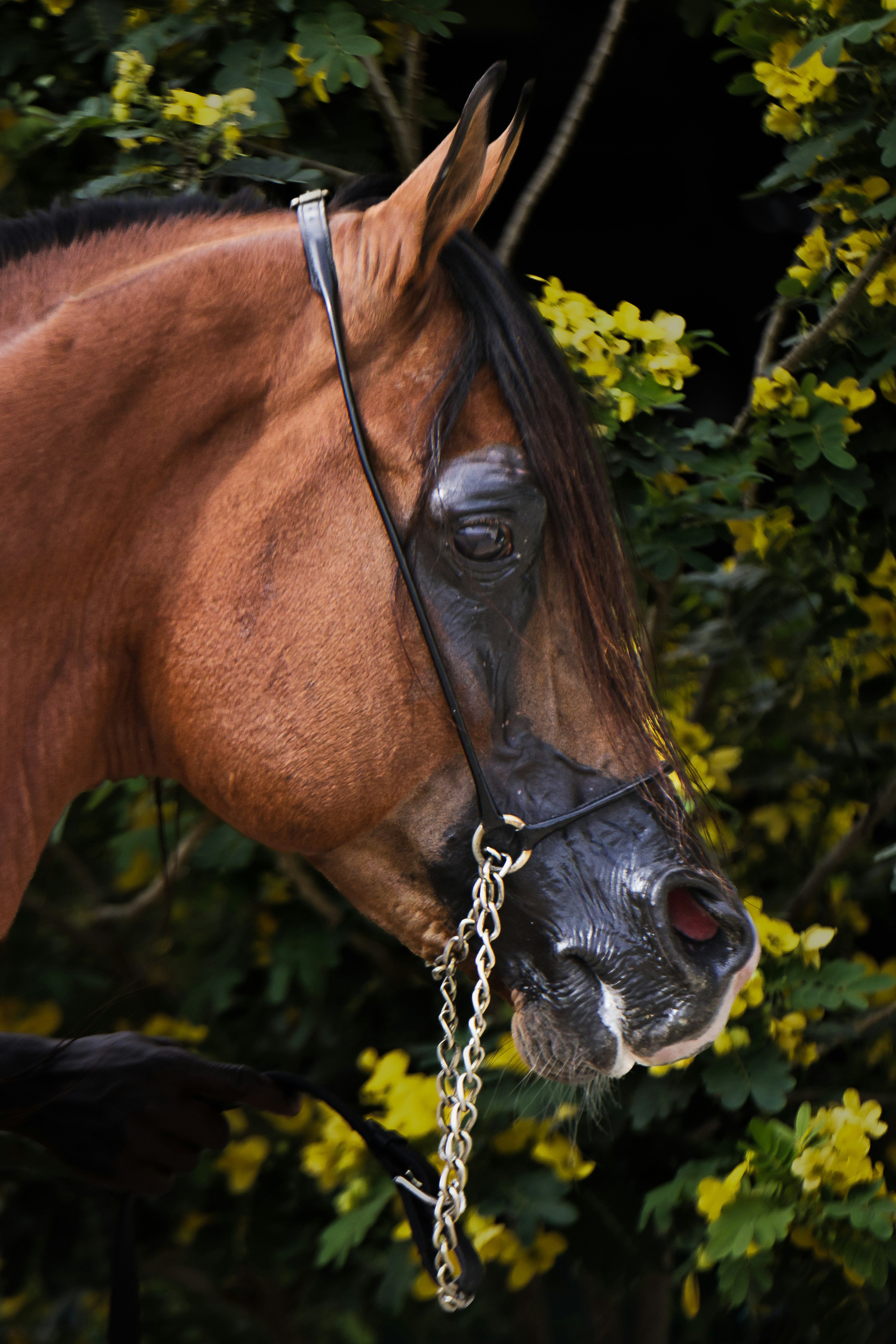 Close-up of a chestnut horse in dappled light with a bridle and chain lead