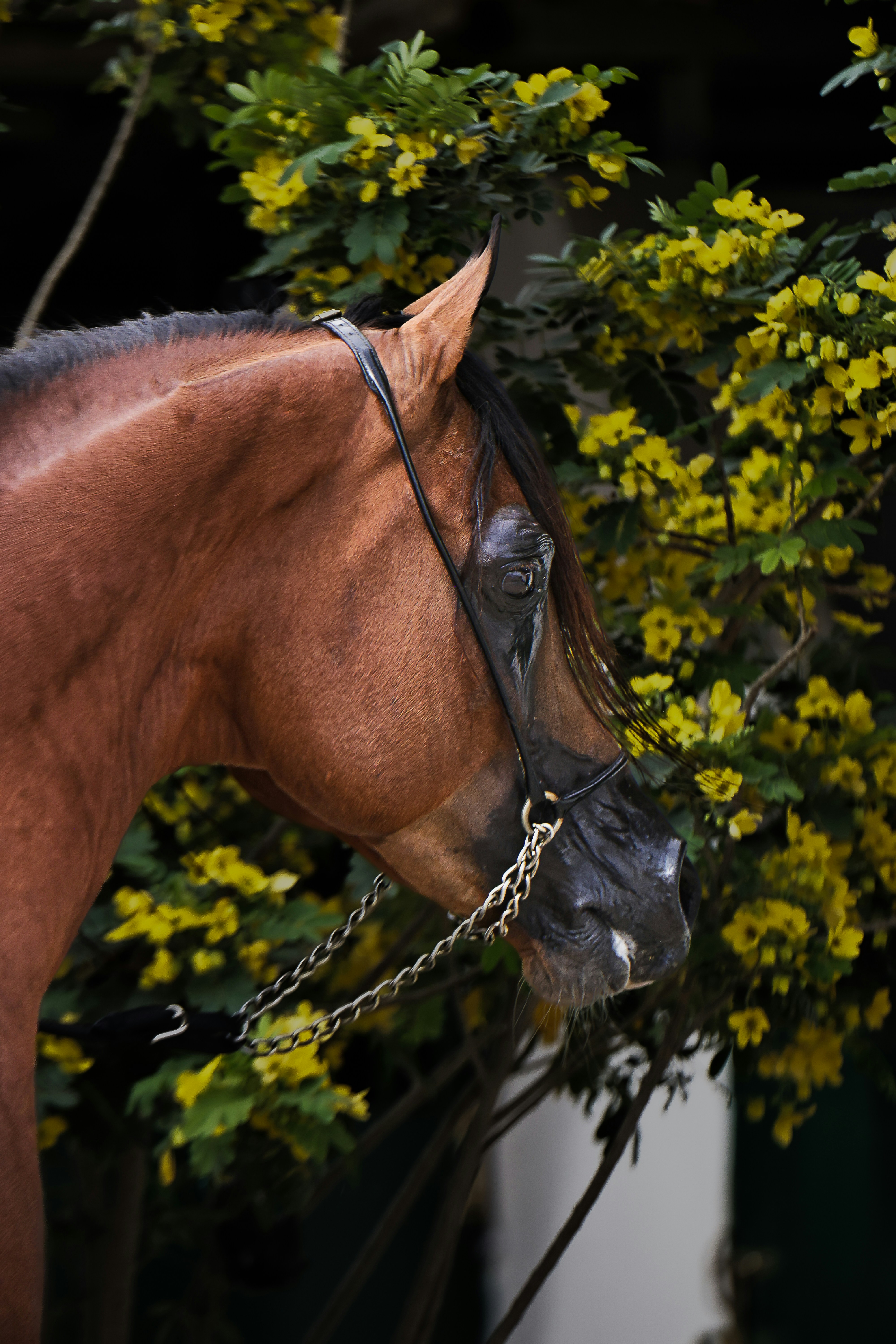 Horse Profile Among Golden Blossoms