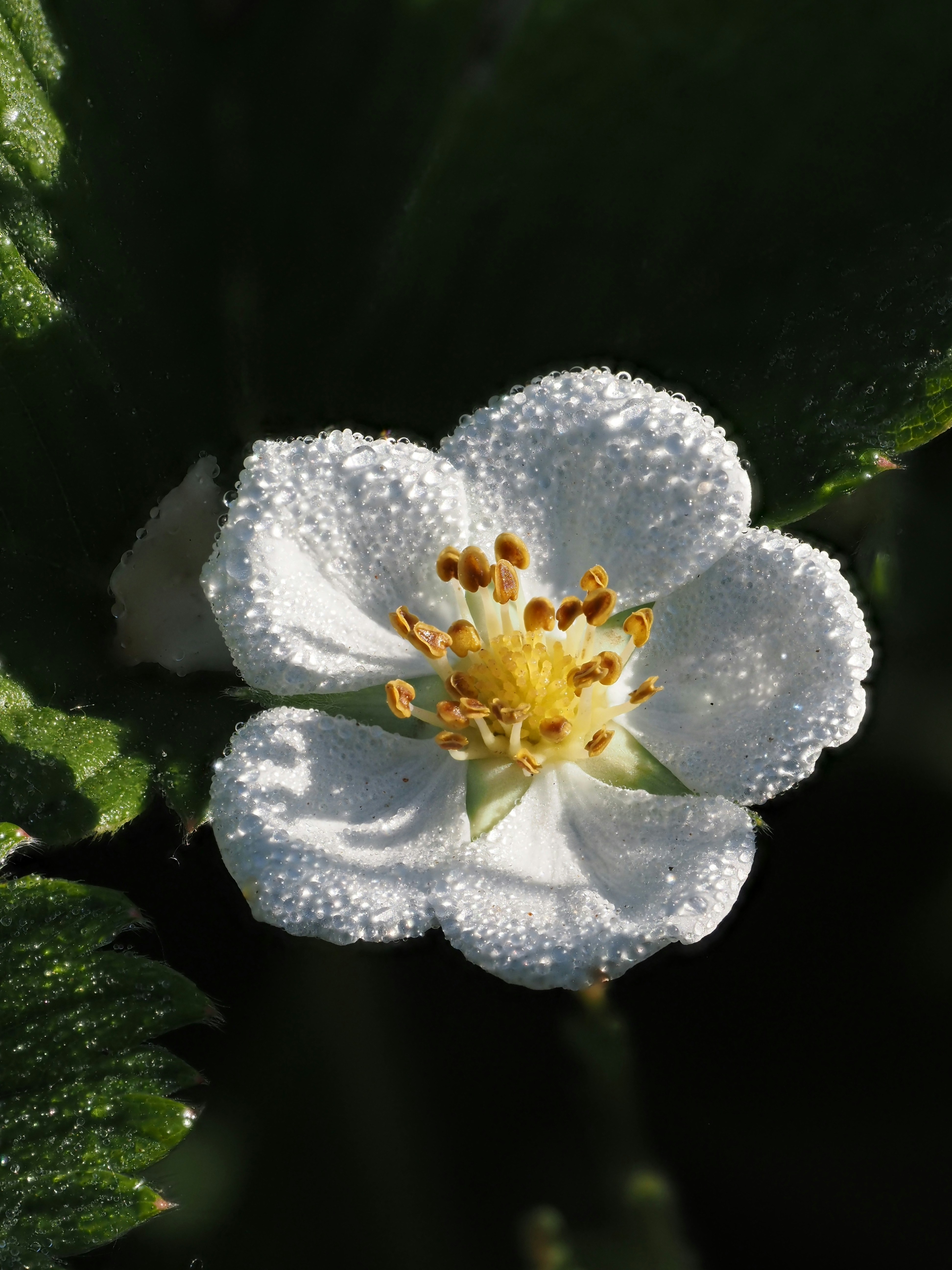 White Camellia in Sunlit Detail with Dew-dappled Petals