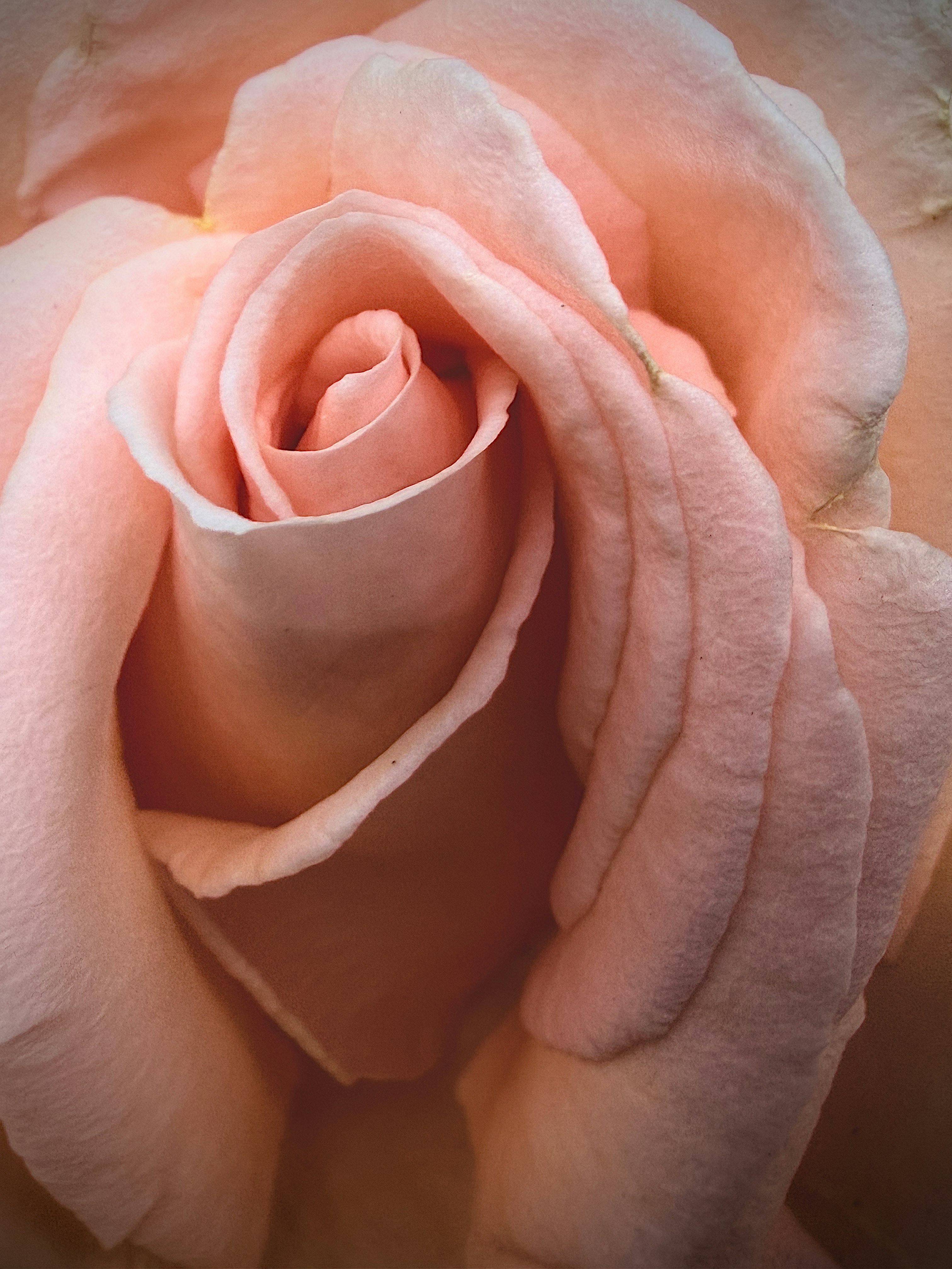 Soft Focus: The Heart of a Pink Rose