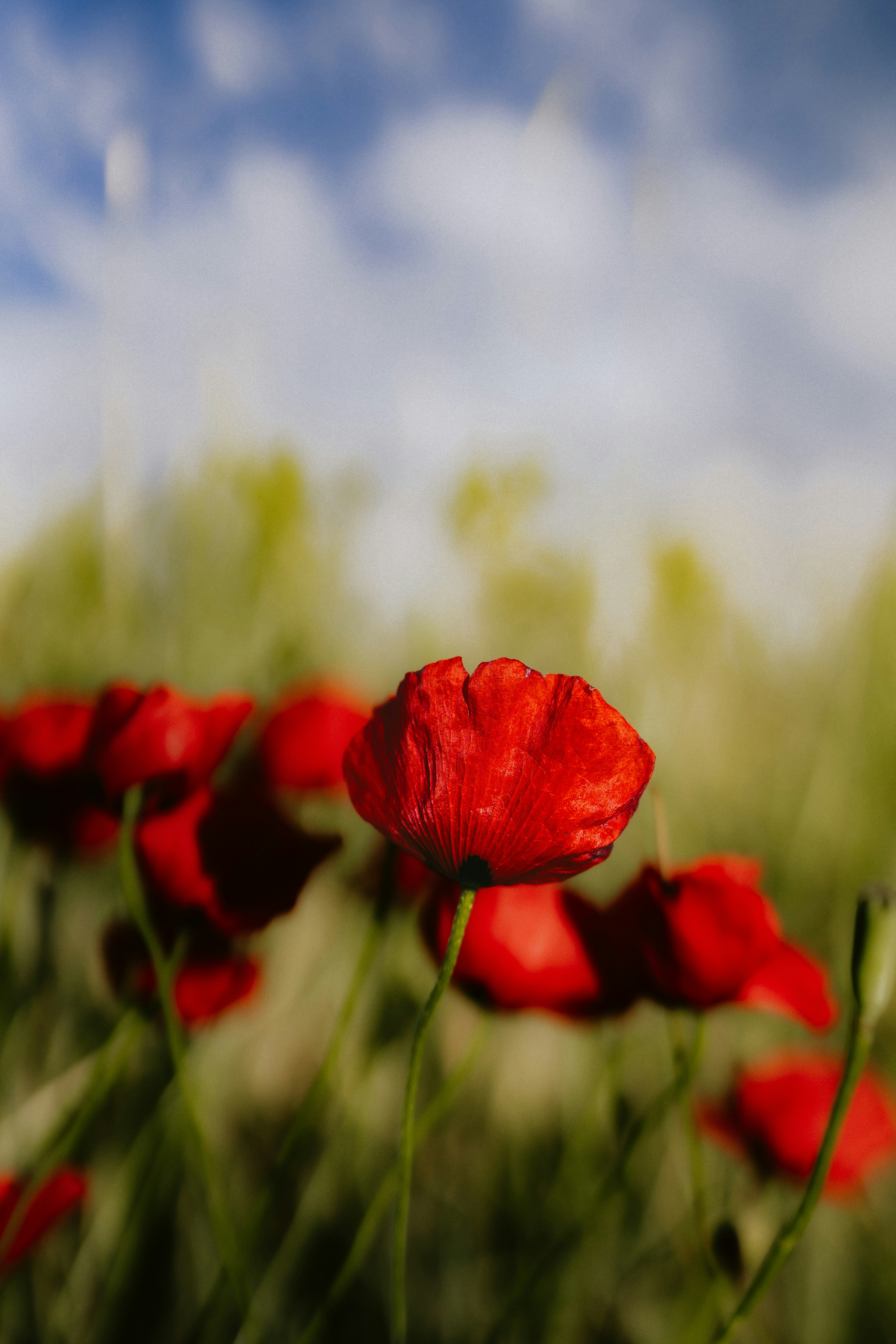 Red poppy in a field under a blue sky.