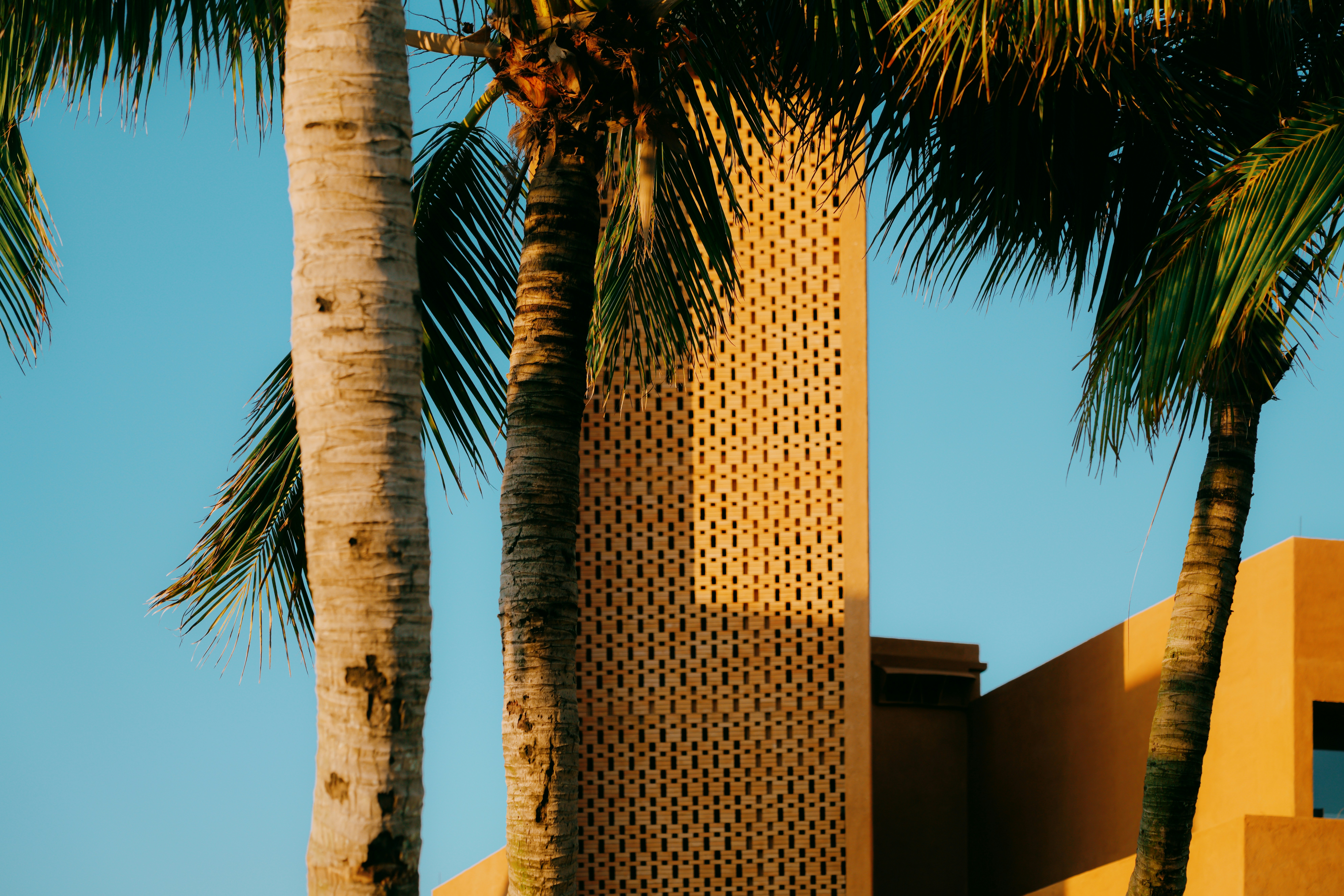 Sunlit Palm Towers Between Architectural Pillars