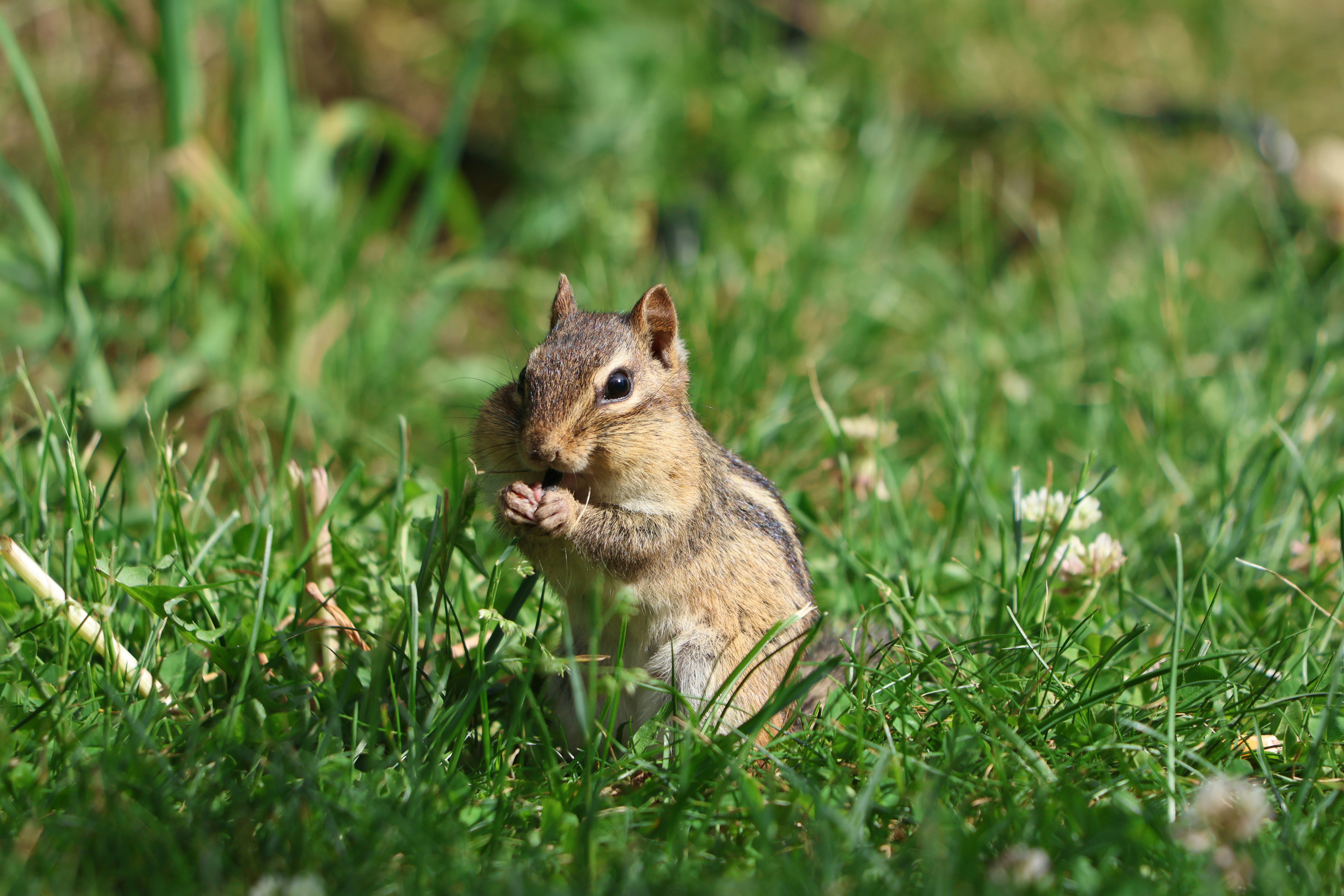 Squirrel Portrait in Sunlit Meadow