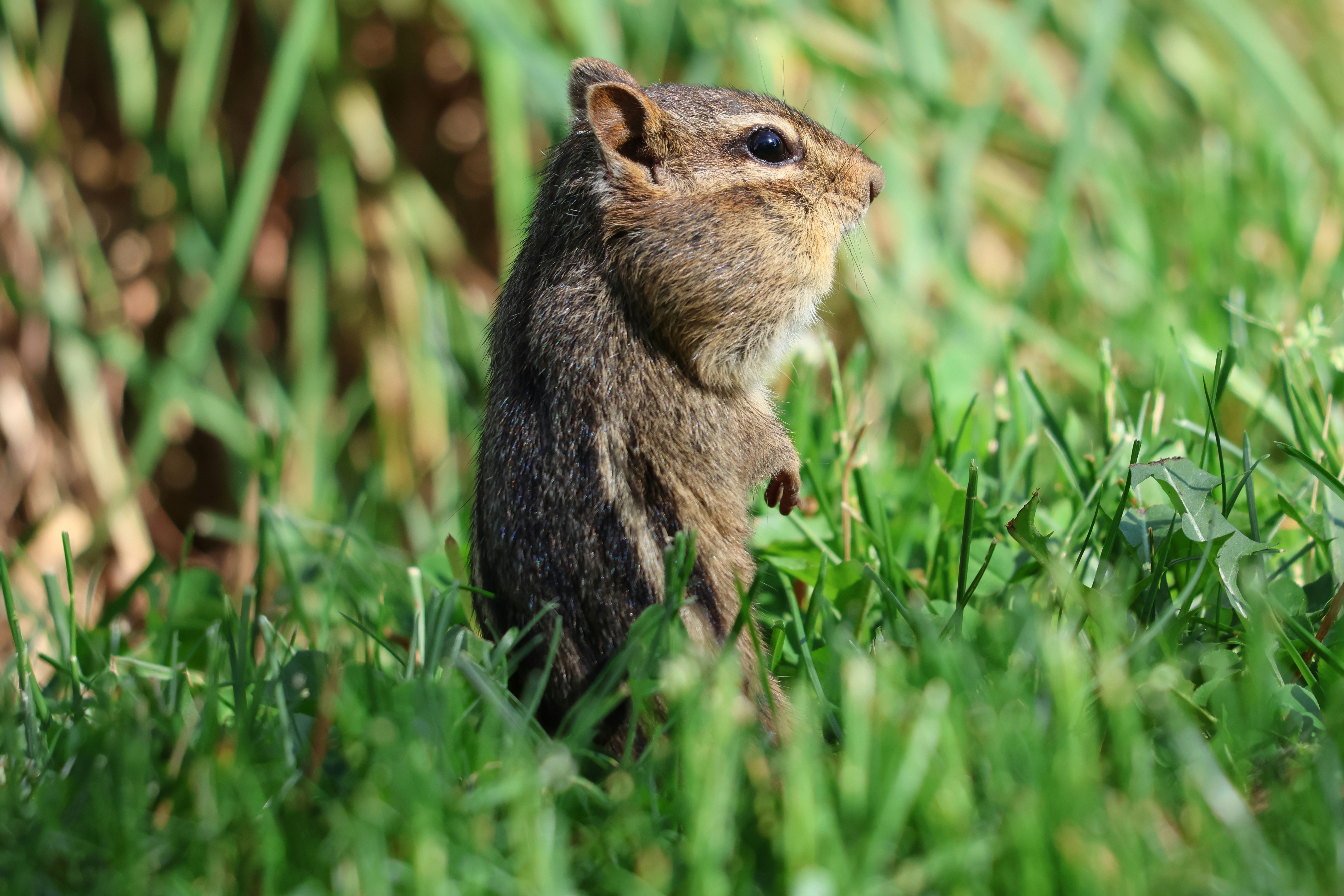 Sunlit Chipmunk Posture in Sunshine Meadow